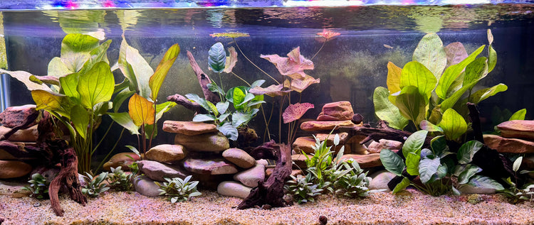 Rockscape for American Cichlids - See the plants in this Aquarium ...