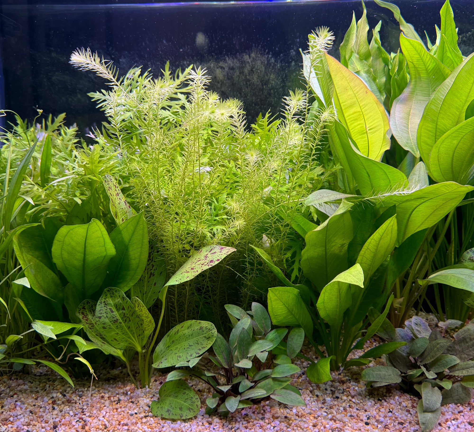 Sword Plants (Echinodorus) - Aquarium Plants - Scapeshop Australia ...