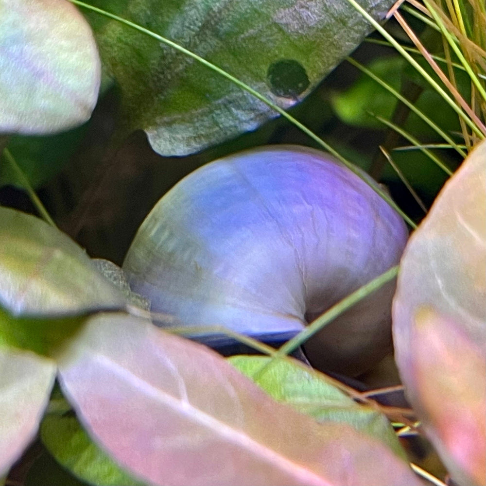 Blue Mystery Snail - Aquarium Snails Australia from Scapeshop ...