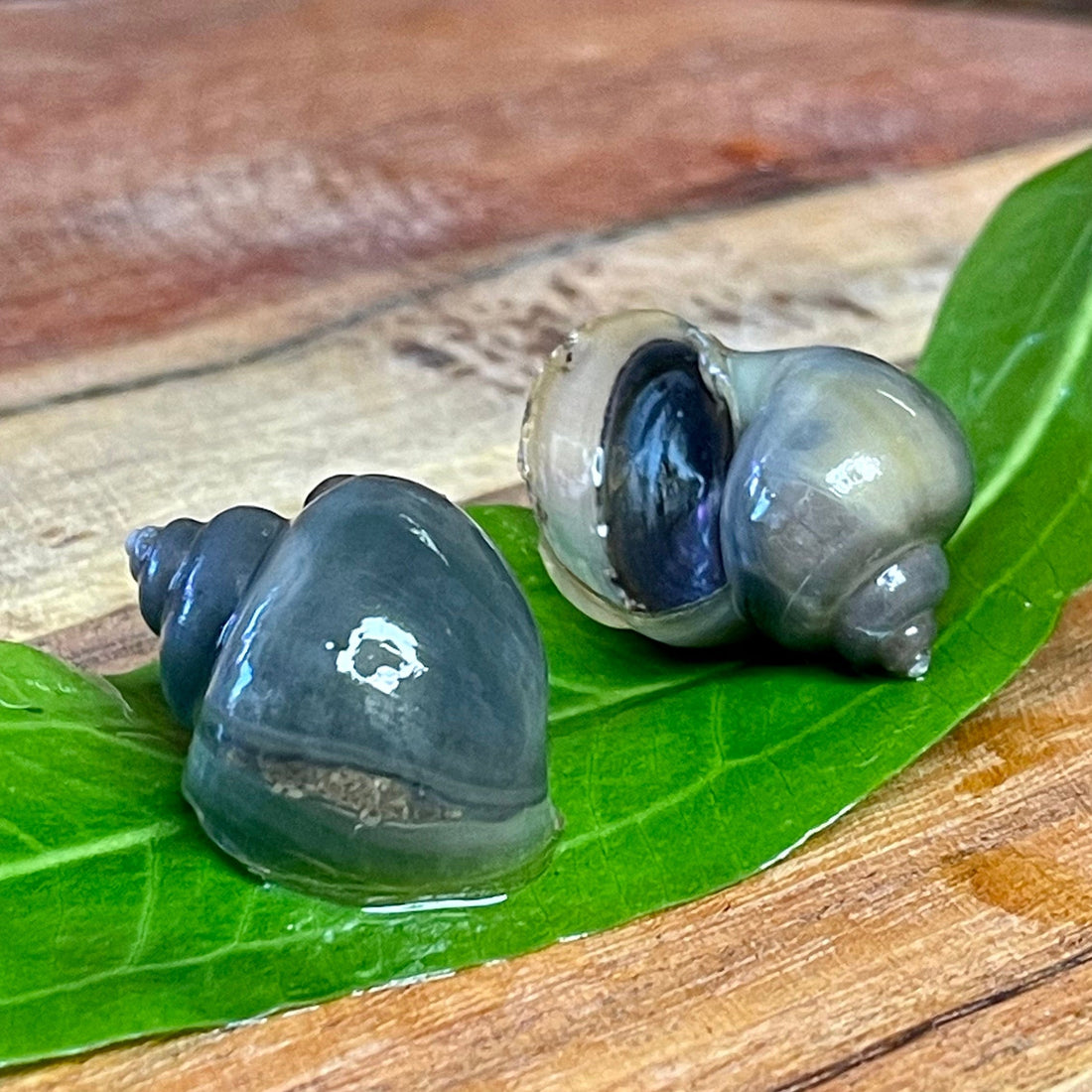 Blue Mystery Snail - Aquarium Snails Australia from Scapeshop ...