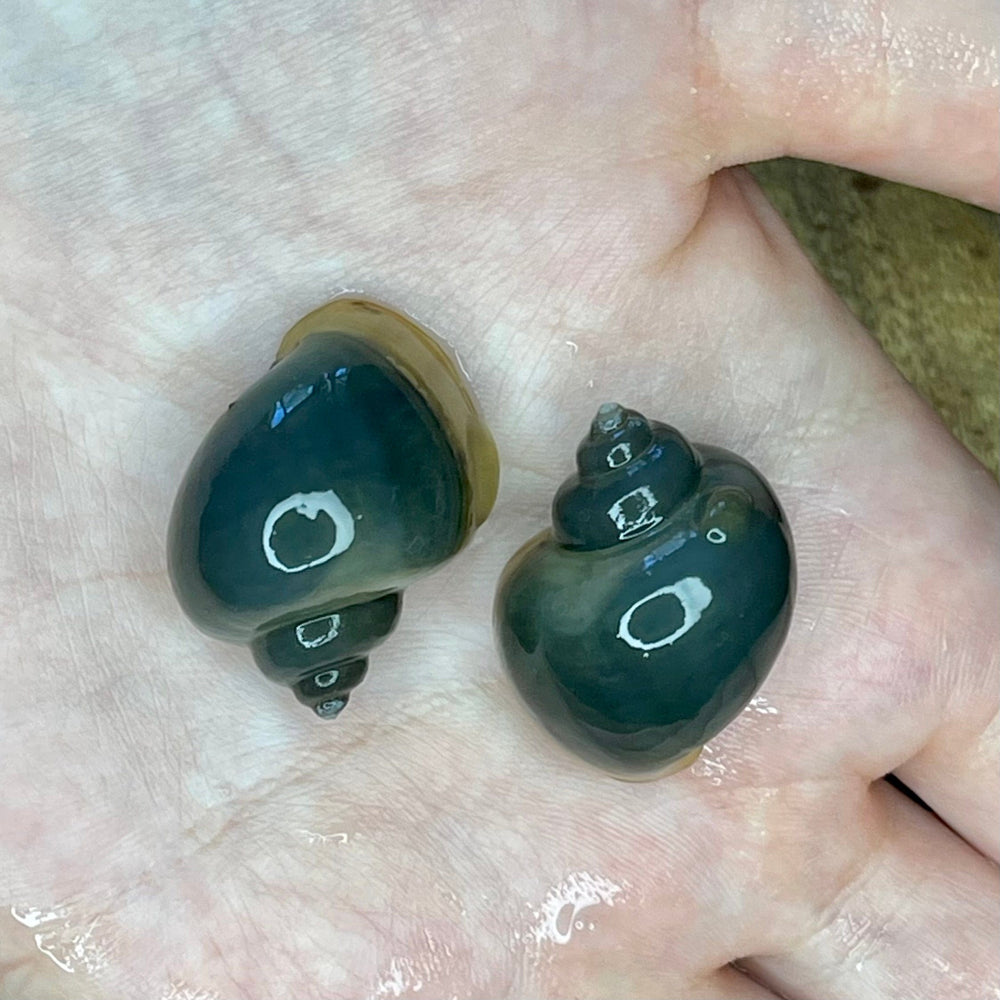 Blue Mystery Snail - Aquarium Snails Australia from Scapeshop ...