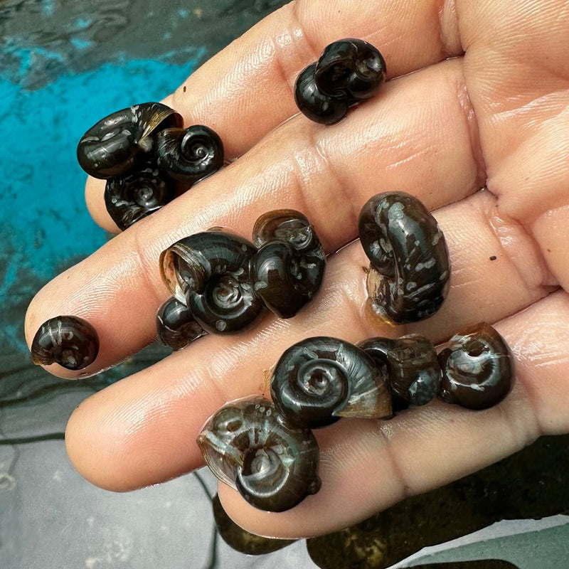 Aquarium Snails - Australian grown - Scapeshop Australia – Scapeshop.com.au