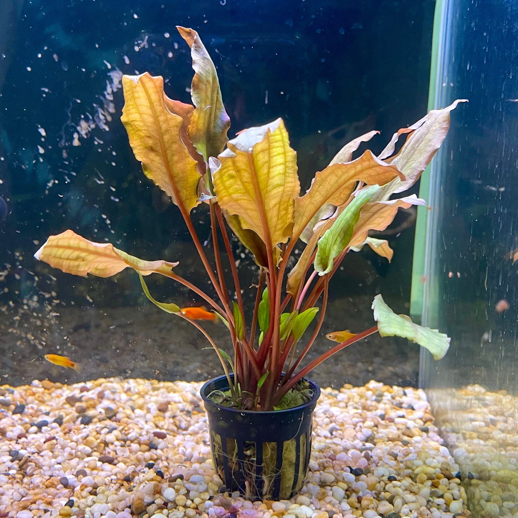 Buy Aquarium Plants Online Cryptocoryne Mi Oya 5cm Pot - Scapeshop ...