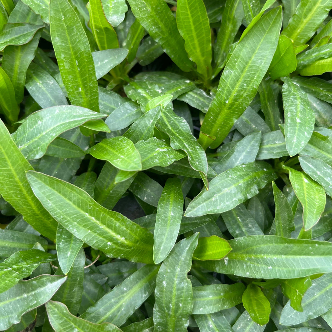 Echinodorus Green Martii 5cm Pot – Scapeshop.com.au