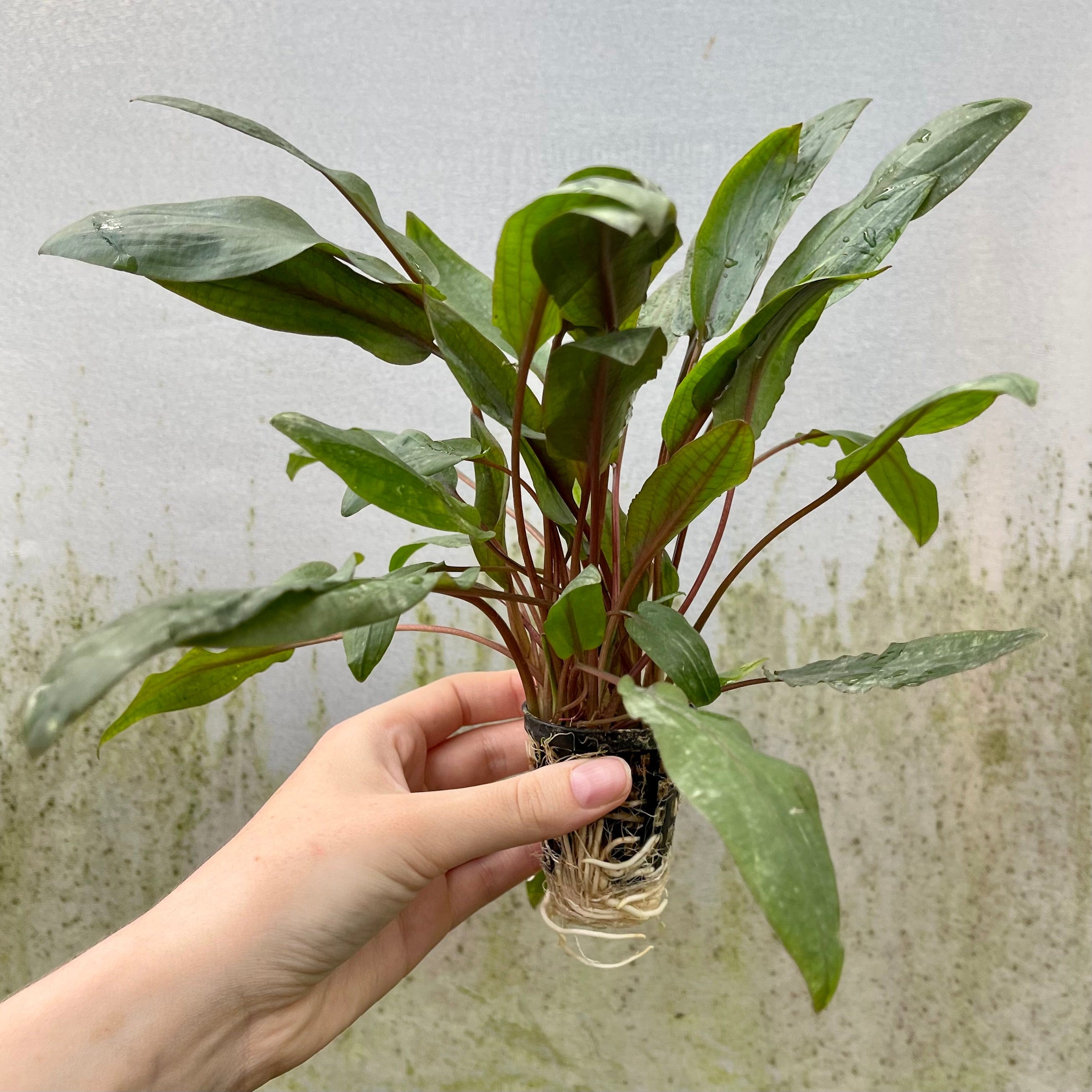 Aquarium Plants - Crypt. Mi Oya Advanced Multi-Planted 5cm Pot ...