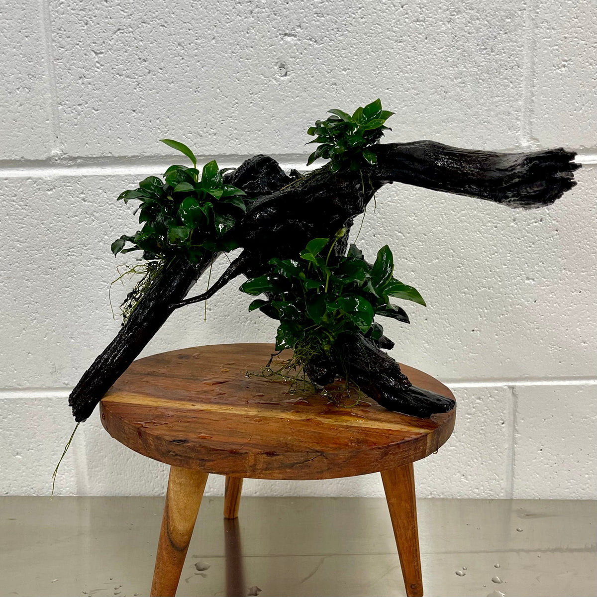 Triple Petite Nana Driftwood Creation - One Only - Elegant – Scapeshop ...