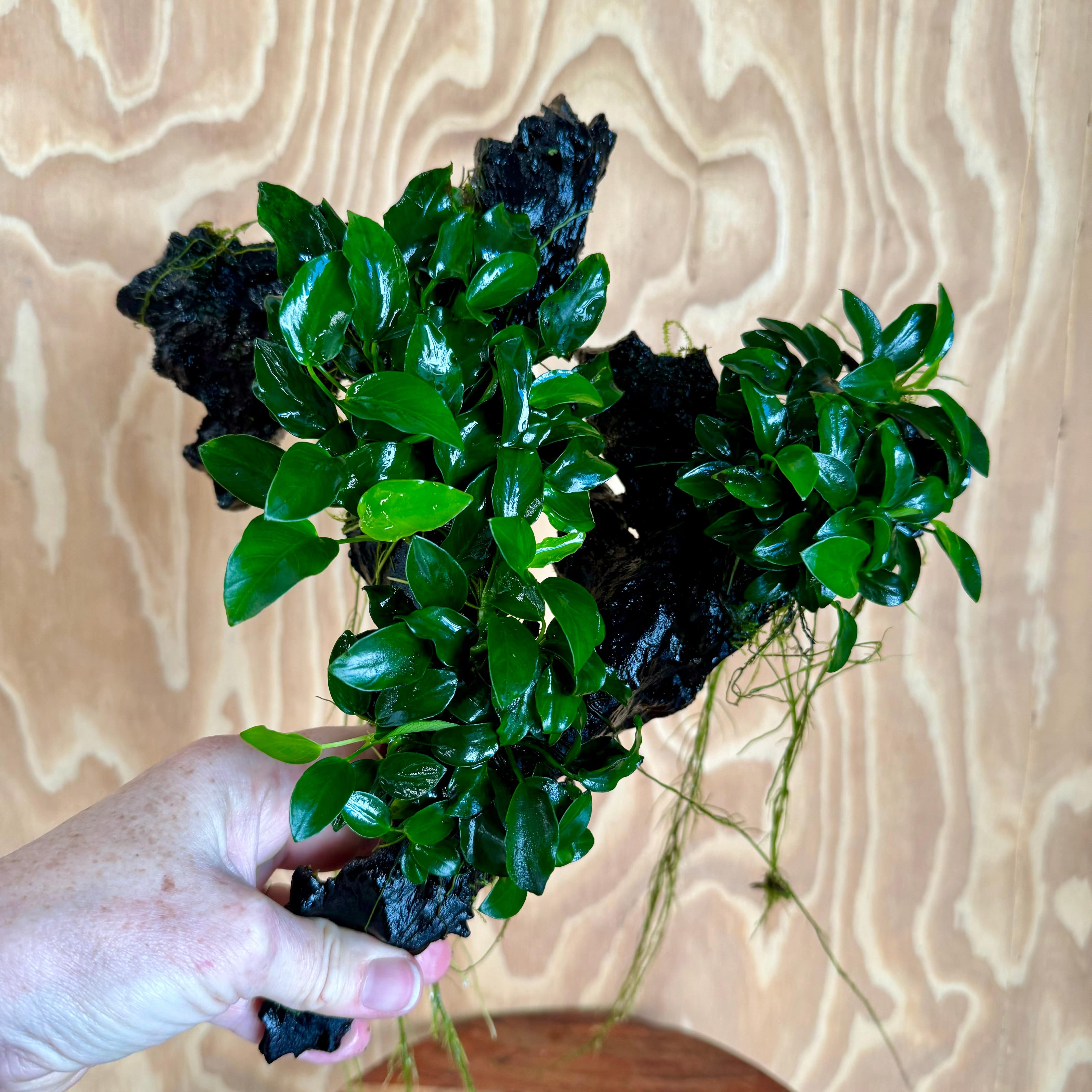 Triple Petite Nana Driftwood Creation - One Only - Elegant – Scapeshop ...