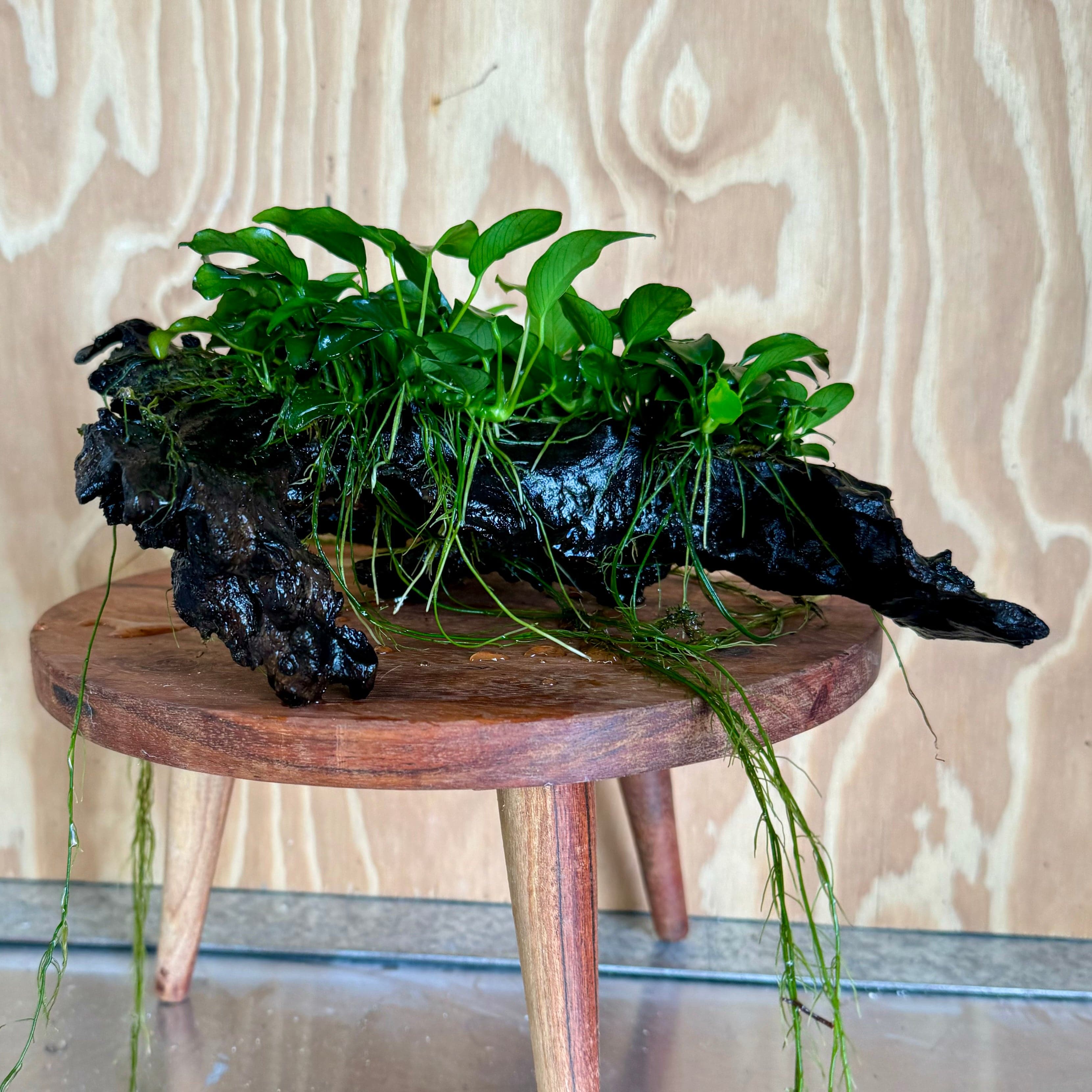 Triple Petite Nana Driftwood Creation - One Only - Elegant – Scapeshop ...