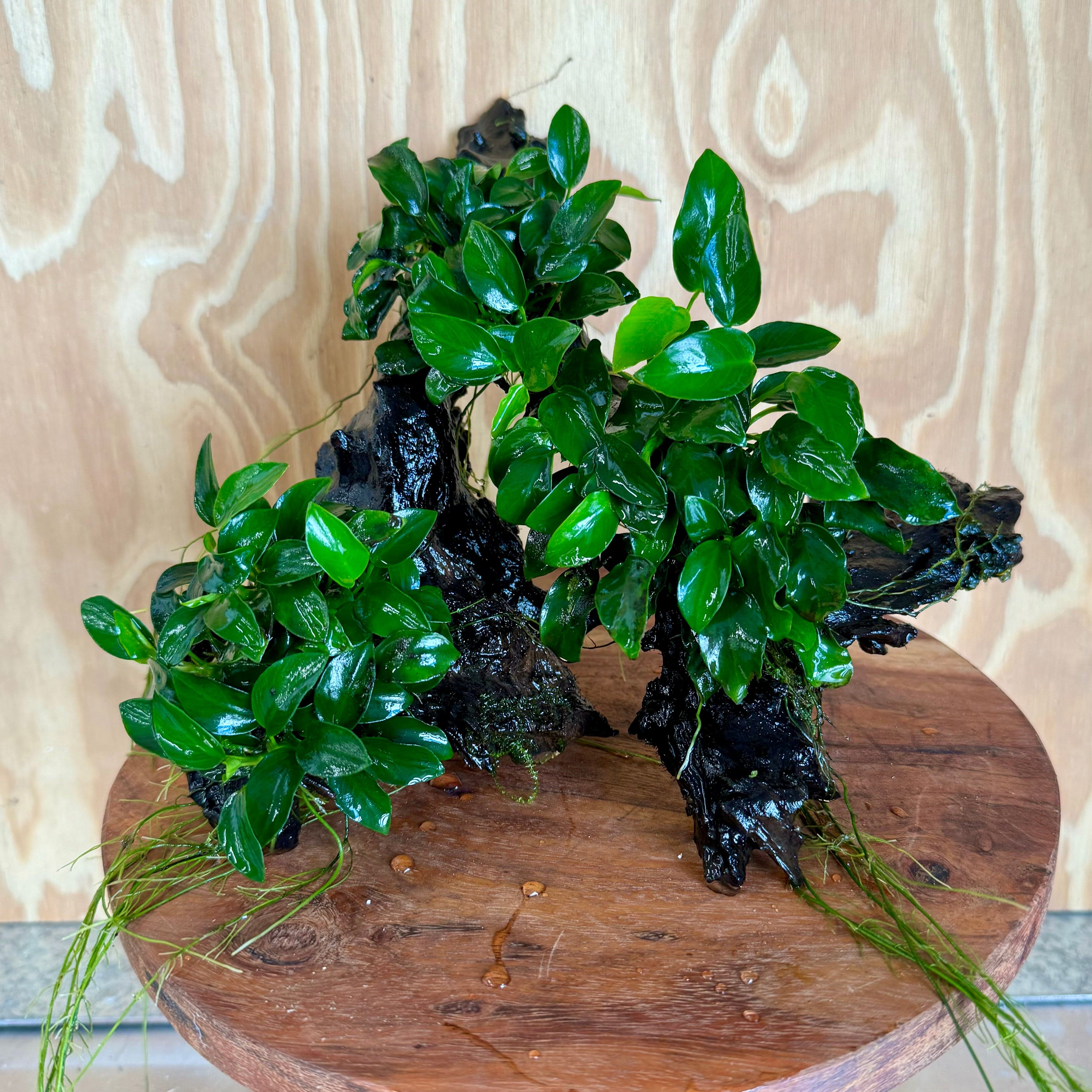 Triple Petite Nana Driftwood Creation - One Only - Elegant – Scapeshop ...