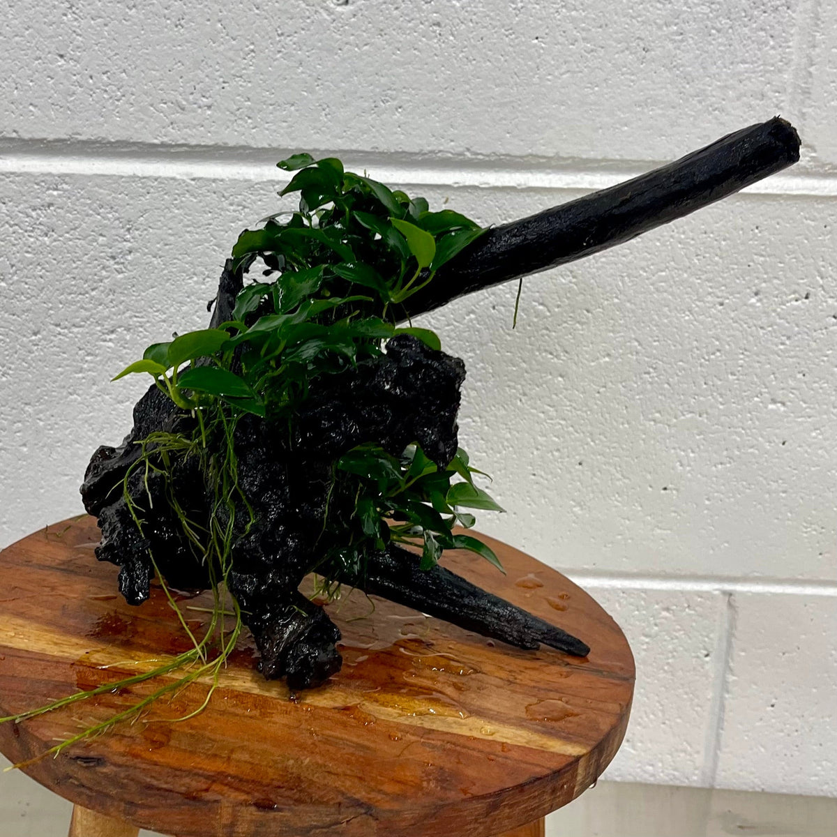 Triple Petite Nana Driftwood Creation - One Only - Strength – Scapeshop ...