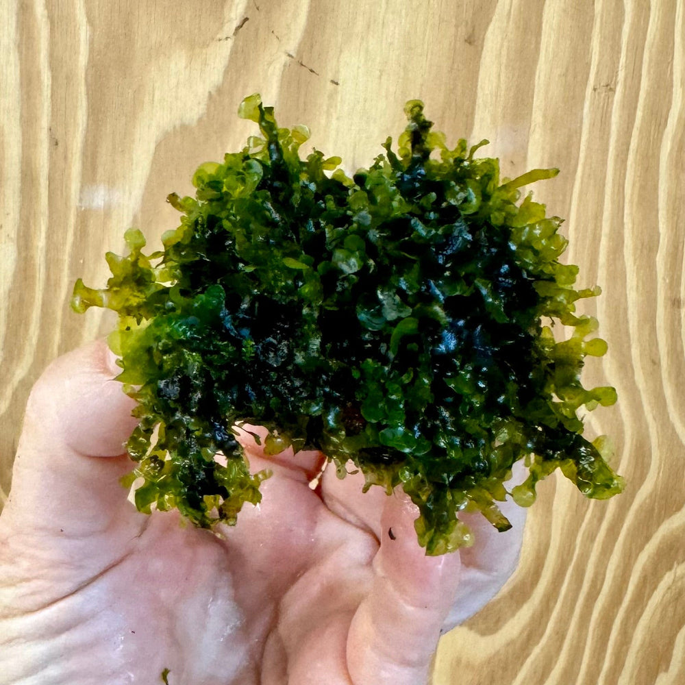 Java Fern & Moss ~ Microsorum, Bolbitus & Fontinalis – Scapeshop.com.au