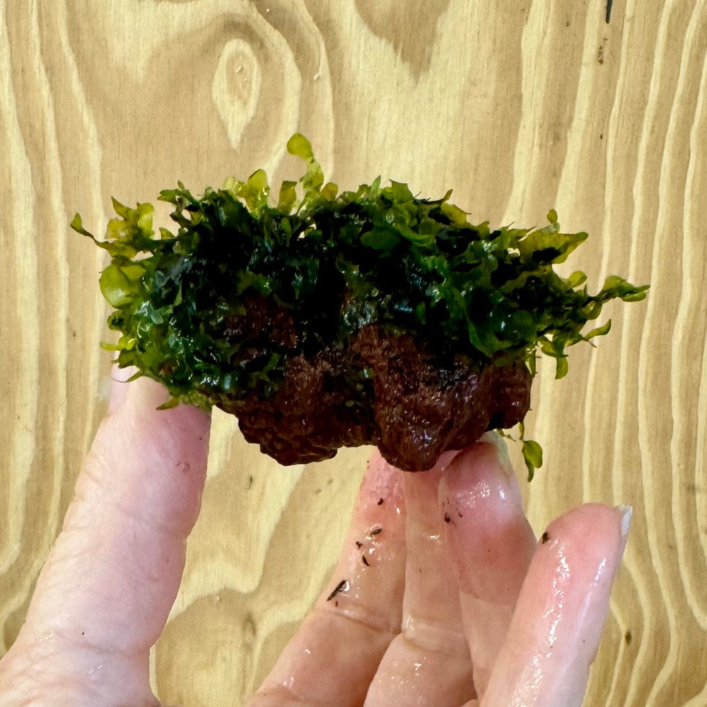 Java Fern & Moss ~ Microsorum, Bolbitus & Fontinalis – Scapeshop.com.au