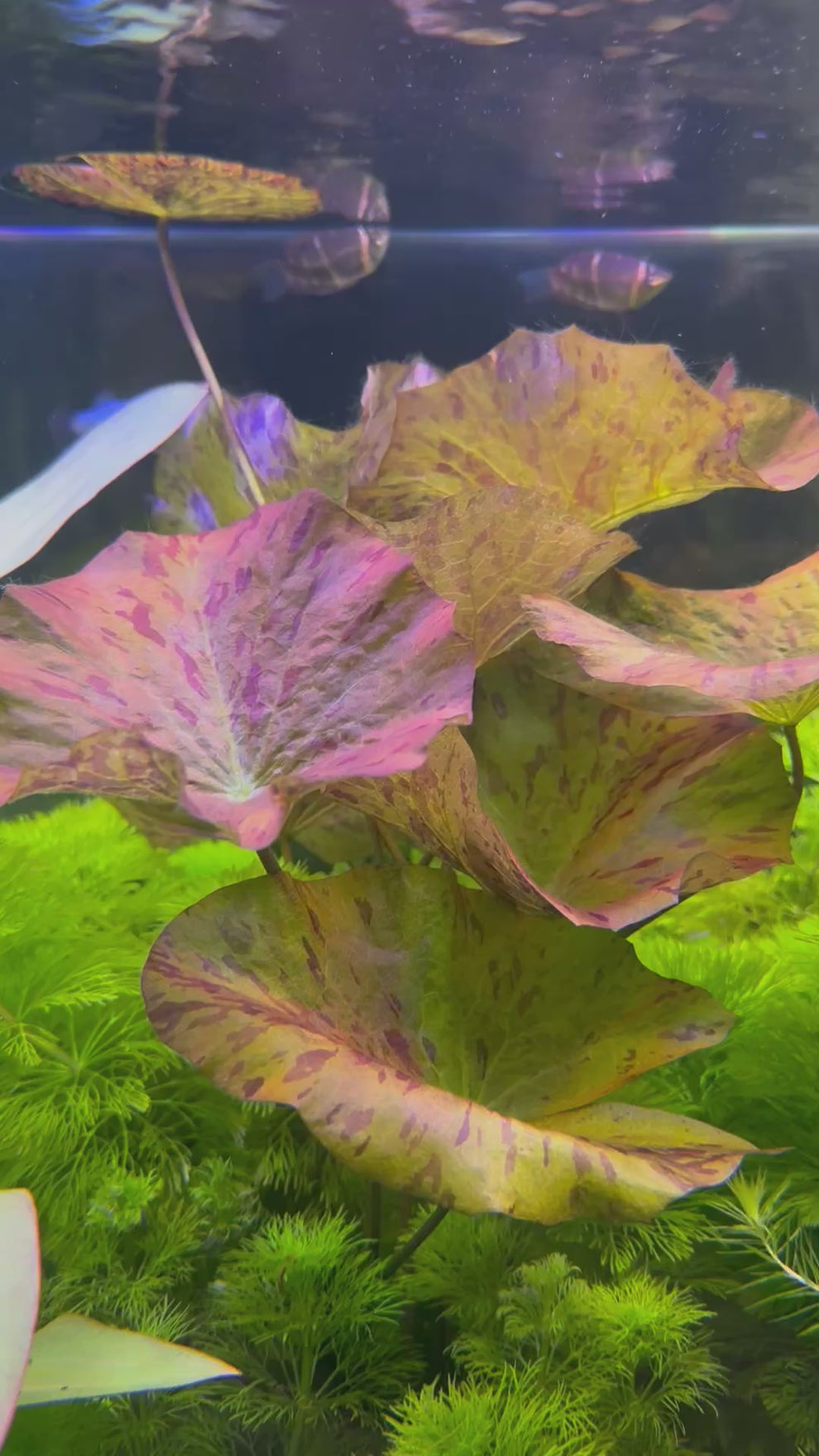 Tiger Lotus Red Bare-root – Scapeshop.com.au