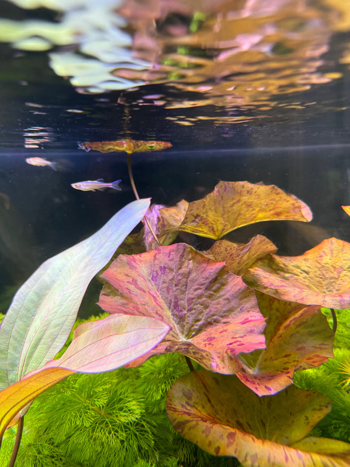 Tiger Lotus Red Bare-root – Scapeshop.com.au