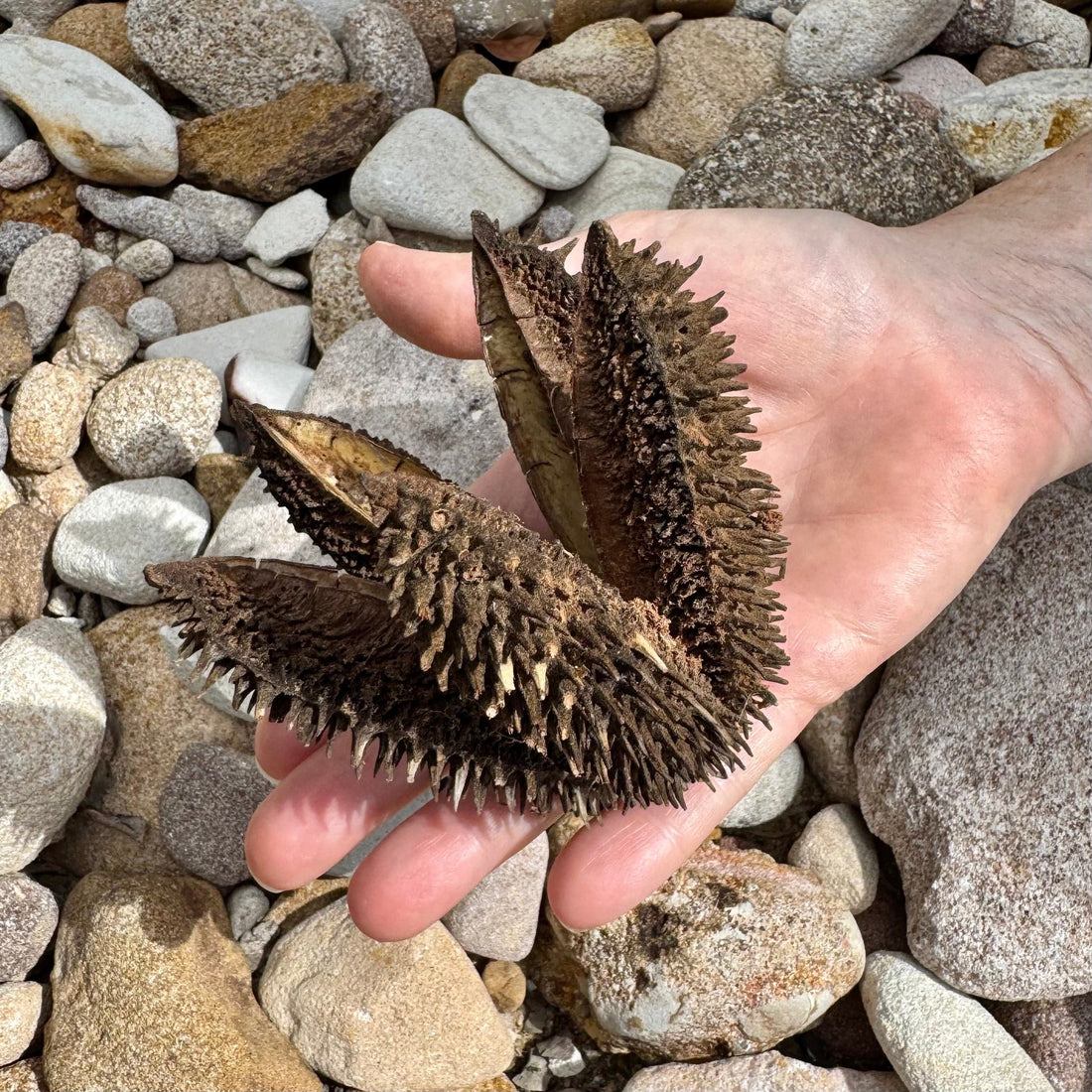 Buy Crows Foot Ash Seed Pod for Blackwater Aquarium from Scapeshop ...
