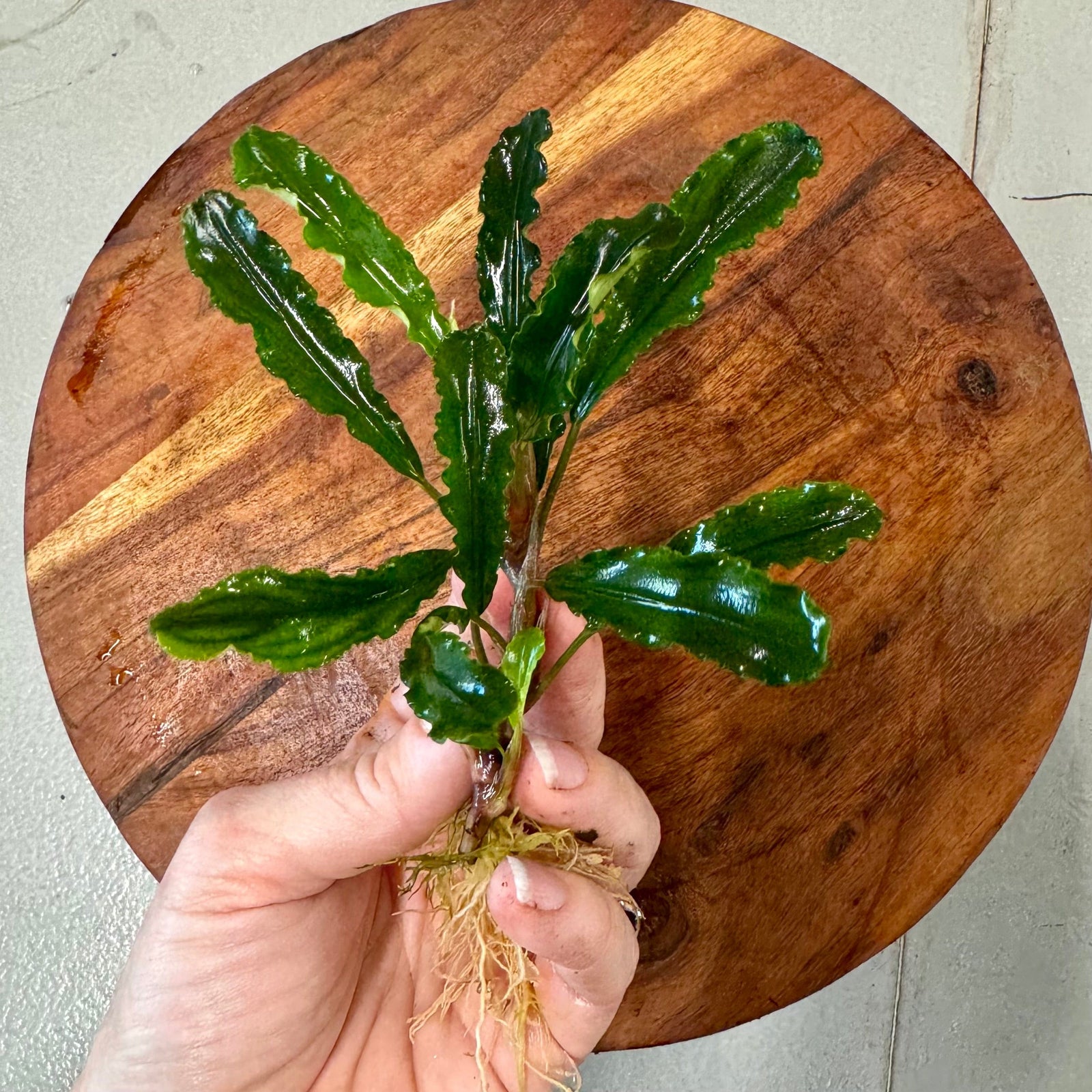 Bucephalandra Bare Root Plant (Broad Green Leaf) - Scapeshop Australia ...