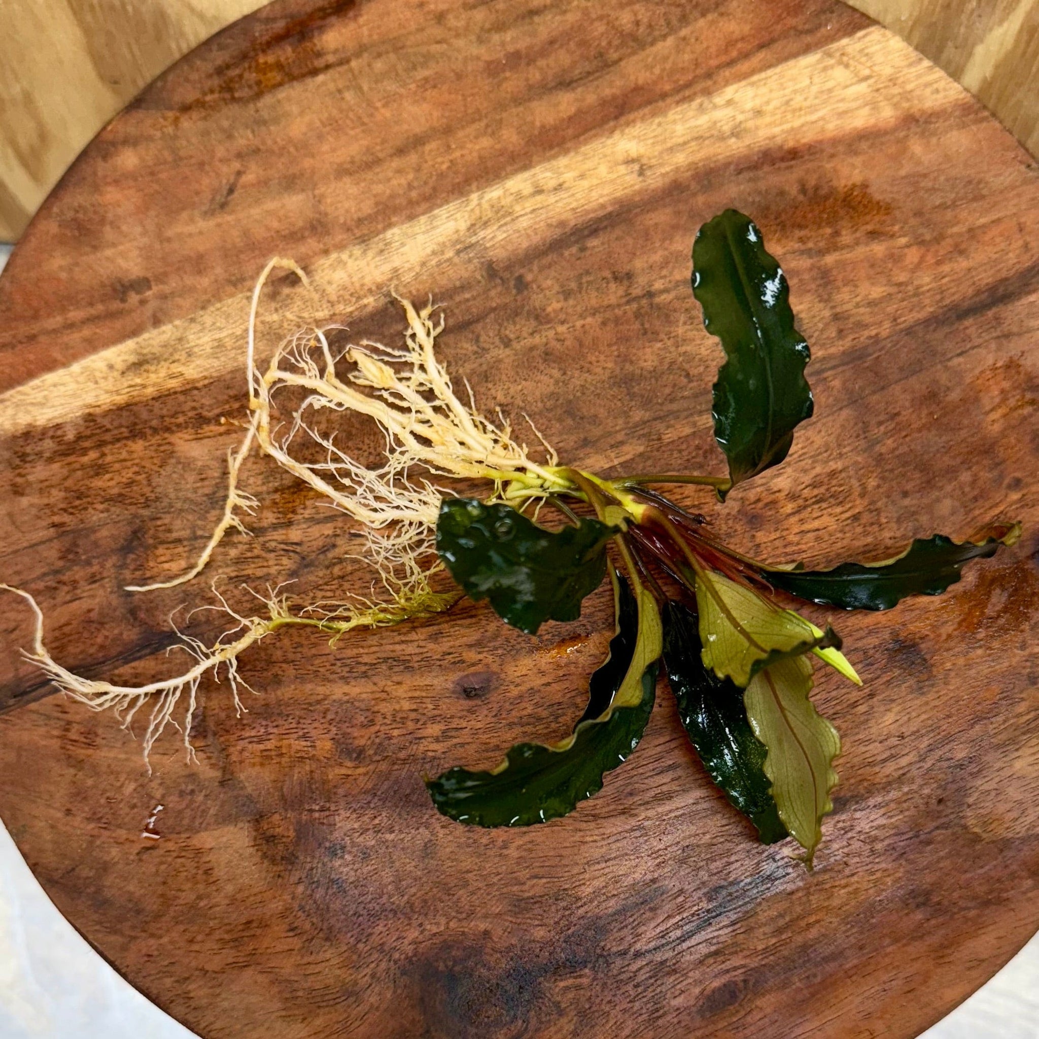 Bucephalandra Bare Root Plant (Large Broad Dark Wavy Leaf) – Scapeshop ...