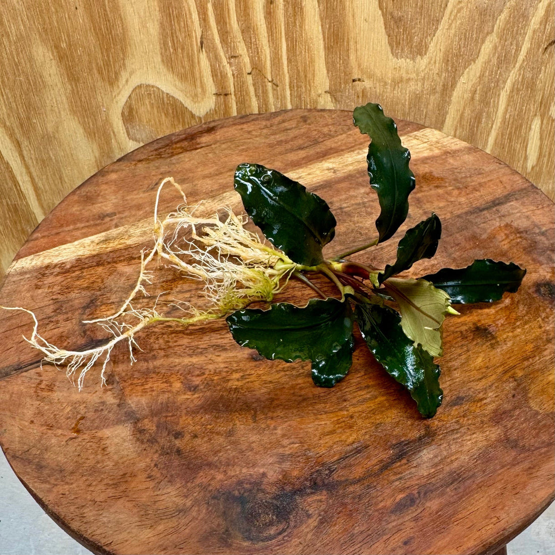 Bucephalandra Bare Root Plant (Large Broad Dark Wavy Leaf) – Scapeshop ...