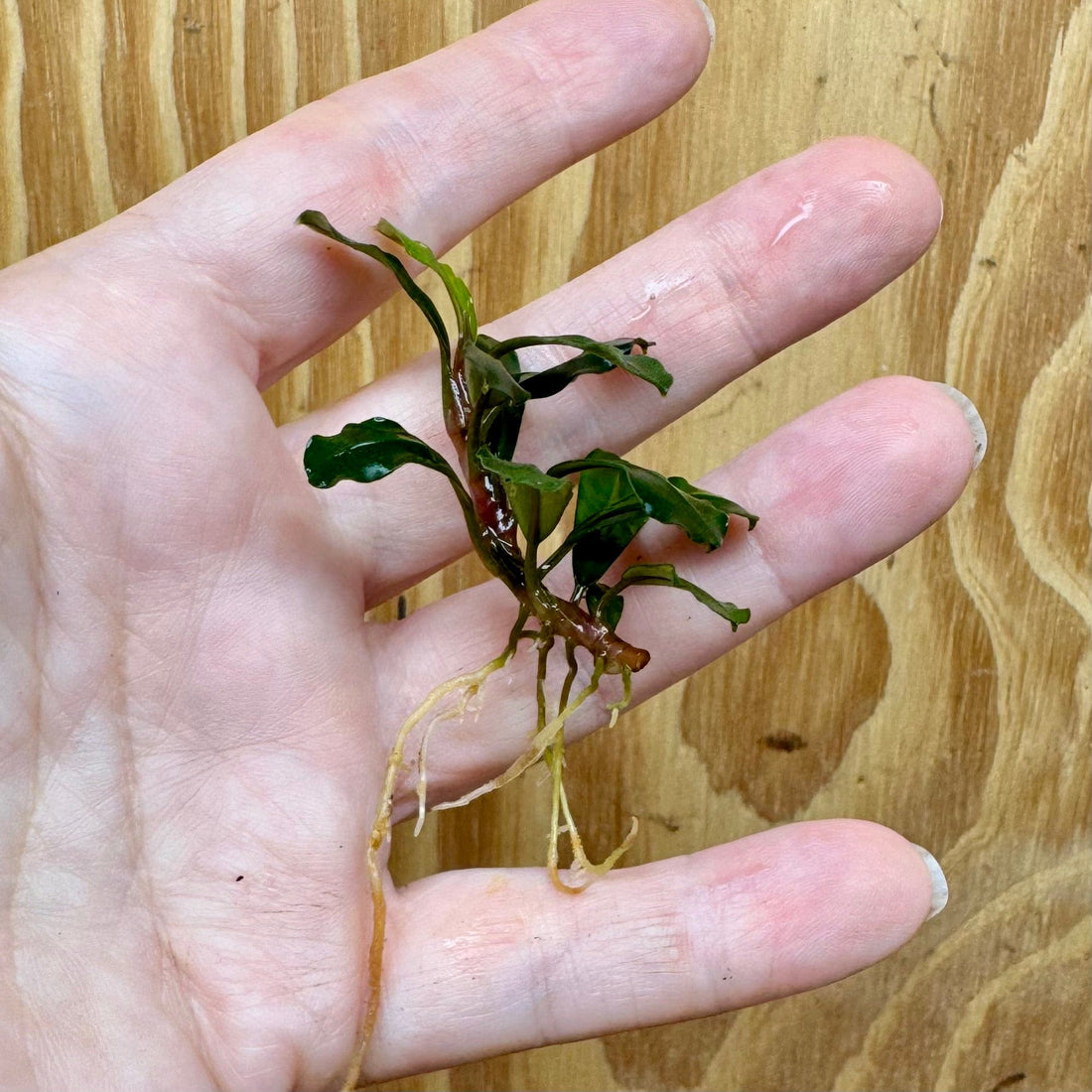 Buy Bucephalandra Bare Root Plant (Petite Green Buce) for Aquarium ...