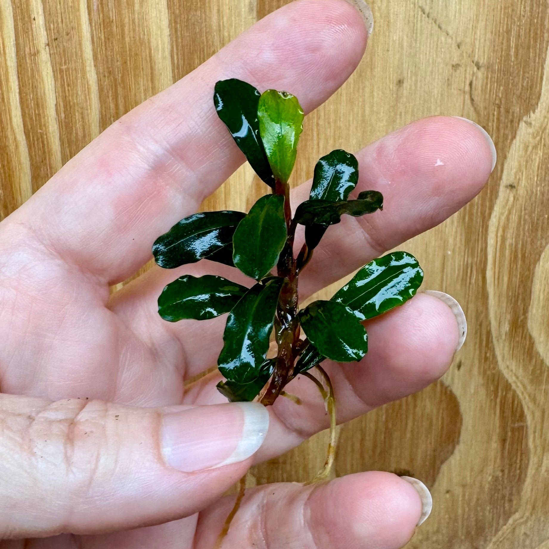 Buy Bucephalandra Bare Root Plant (Petite Green Buce) for Aquarium ...