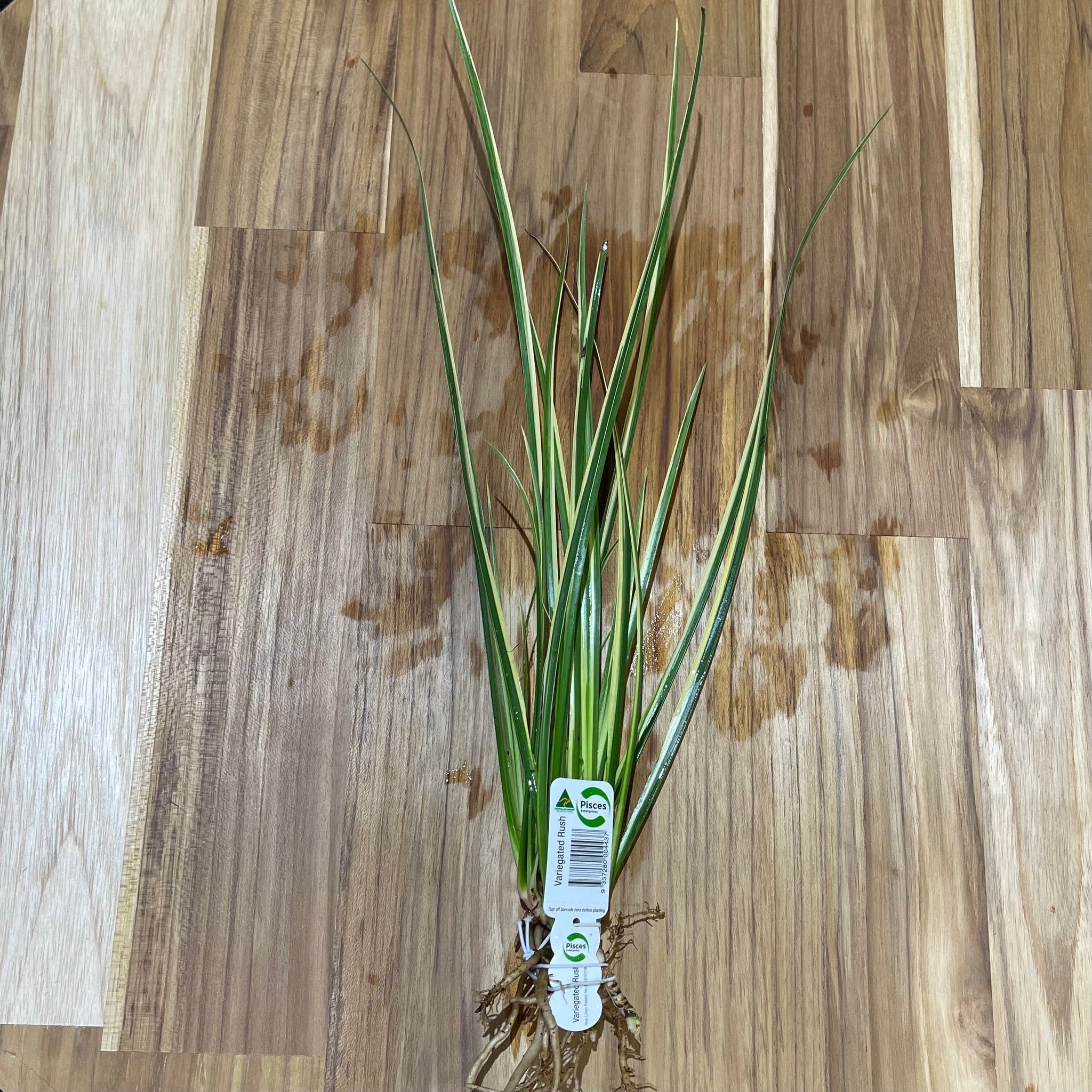 Buy Vari-Lime Rush Bunch Scapeshop Australia Aquarium Plants ...