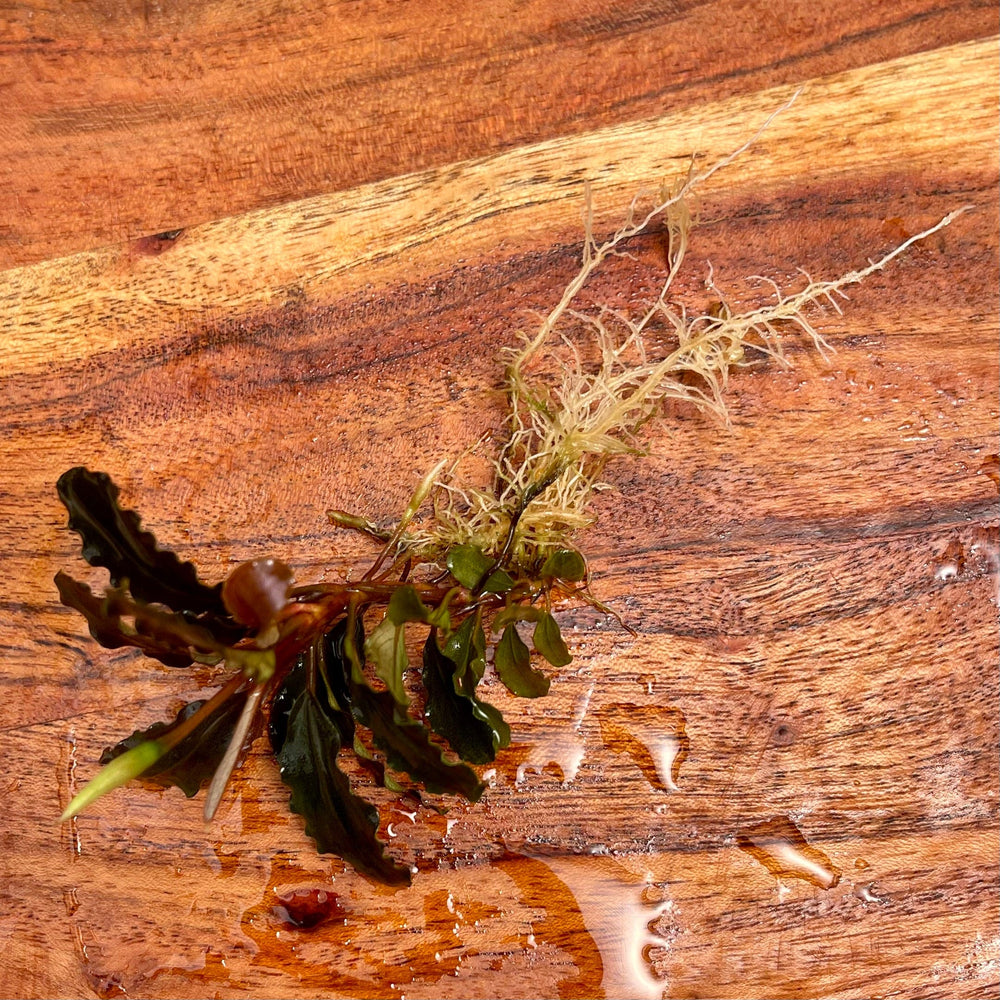 Bucephalandra Bare Root Plant (Broad Dark Leaf) – Scapeshop.com.au