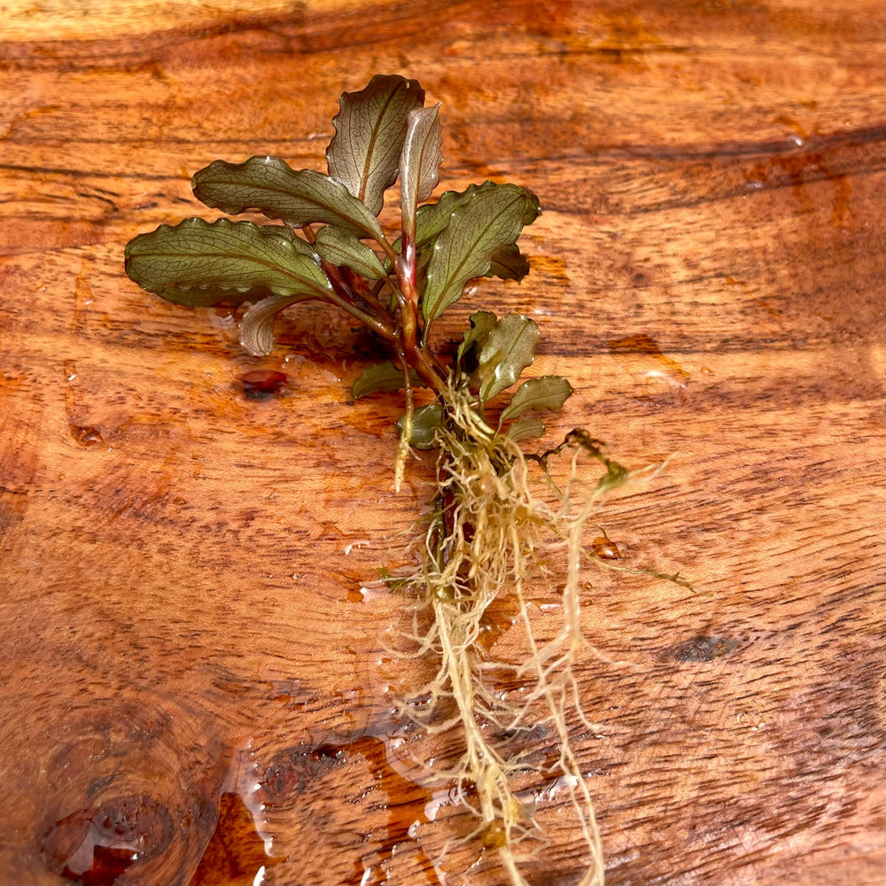 Bucephalandra Bare Root Plant (Broad Dark Leaf) – Scapeshop.com.au