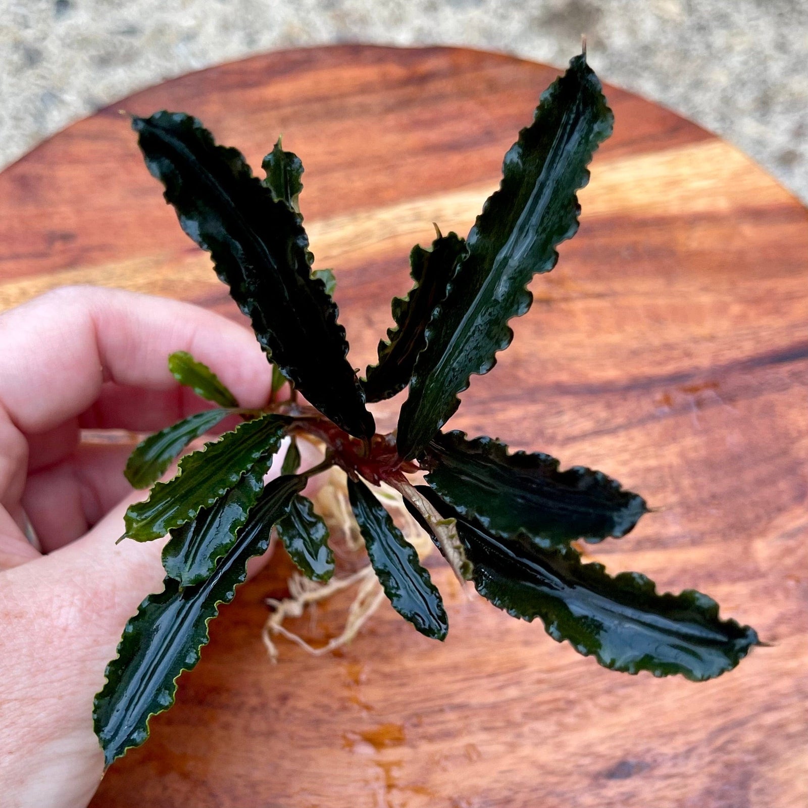 Bucephalandra Bare Root Plant (Long Dark Wavy Leaf) – Scapeshop.com.au