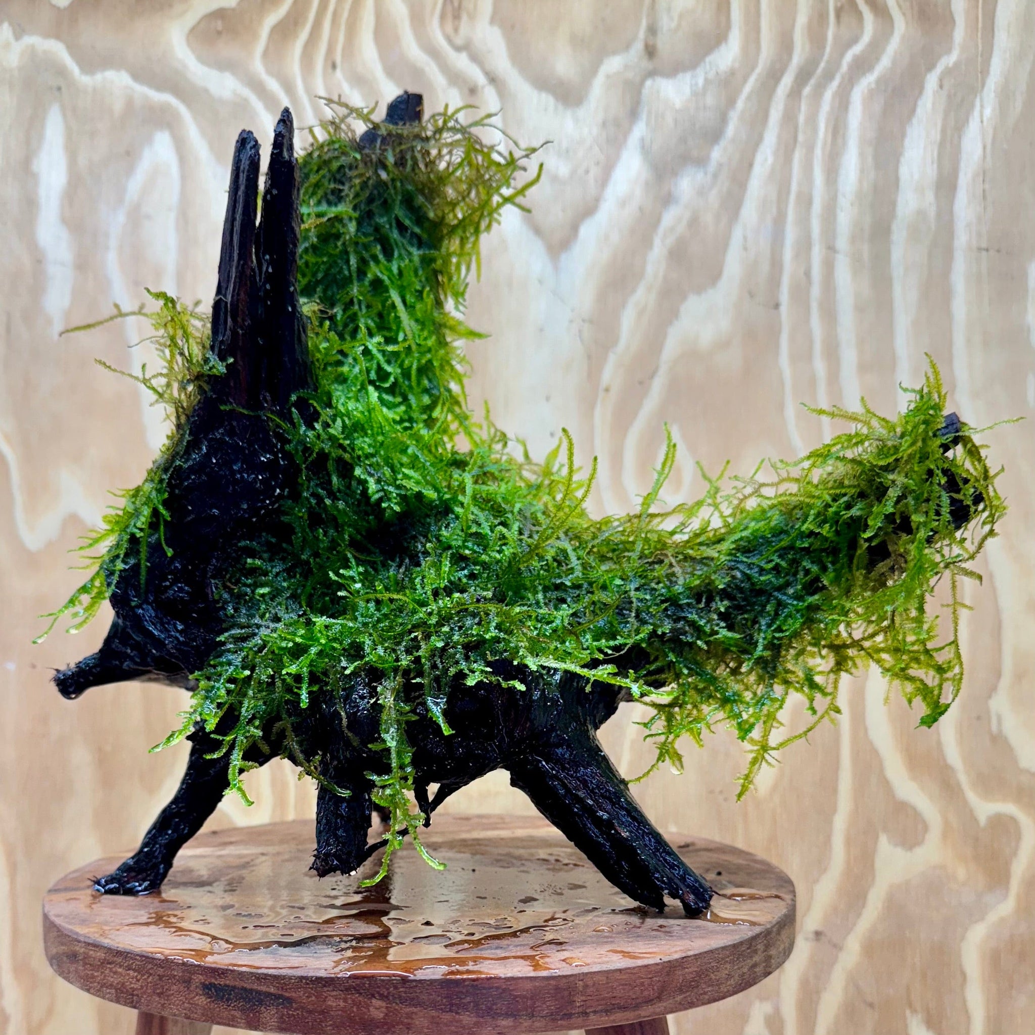 Fontinalis Moss Log Extra-large Standing Tree Stump Driftwood One only ...