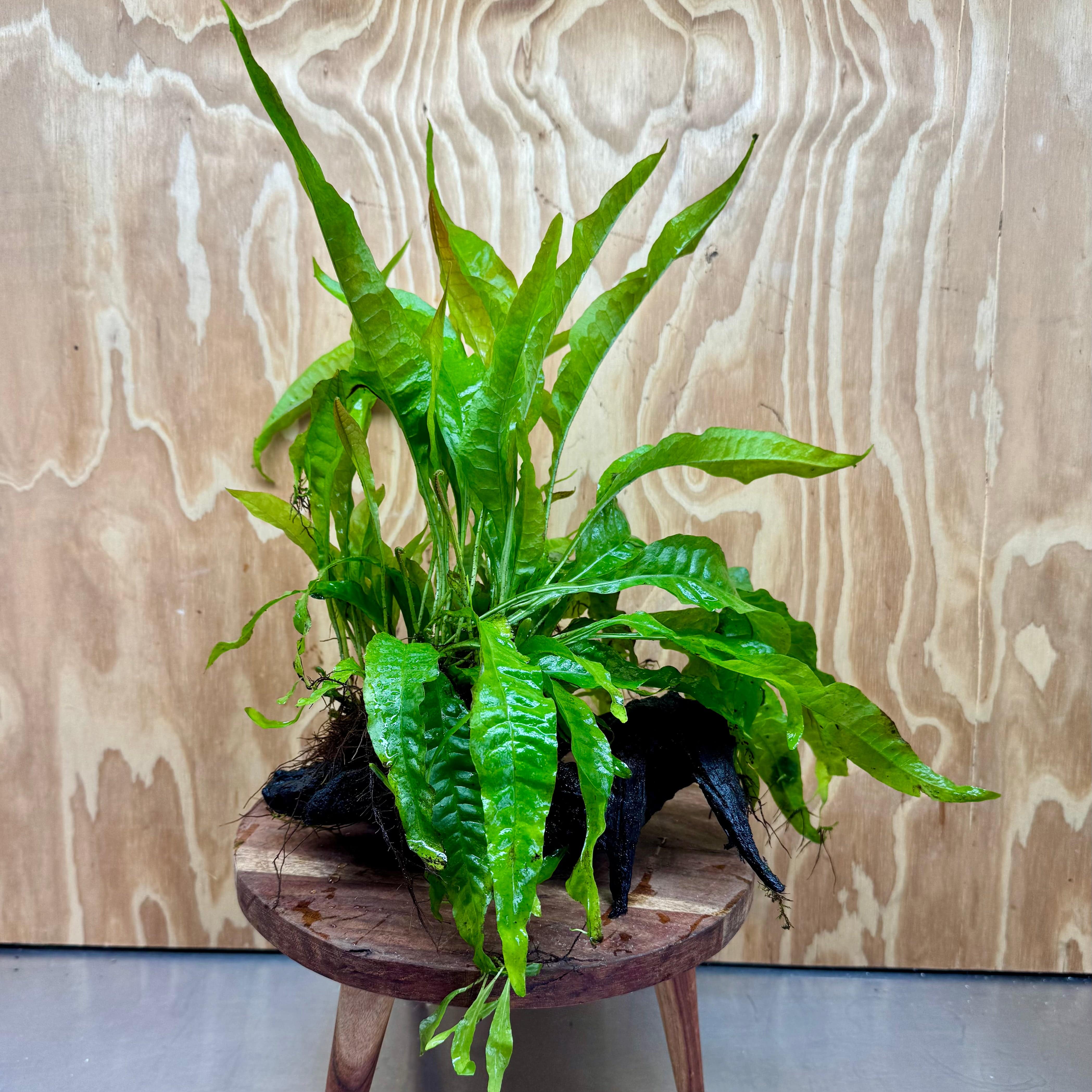 Microsorum Driftwood Creation - Medium (Java Fern) - One Only - Dramat ...