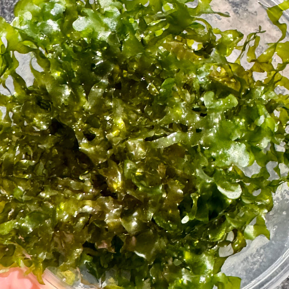 Java Fern & Moss ~ Microsorum, Bolbitus, Subwassertang & Fontinalis ...