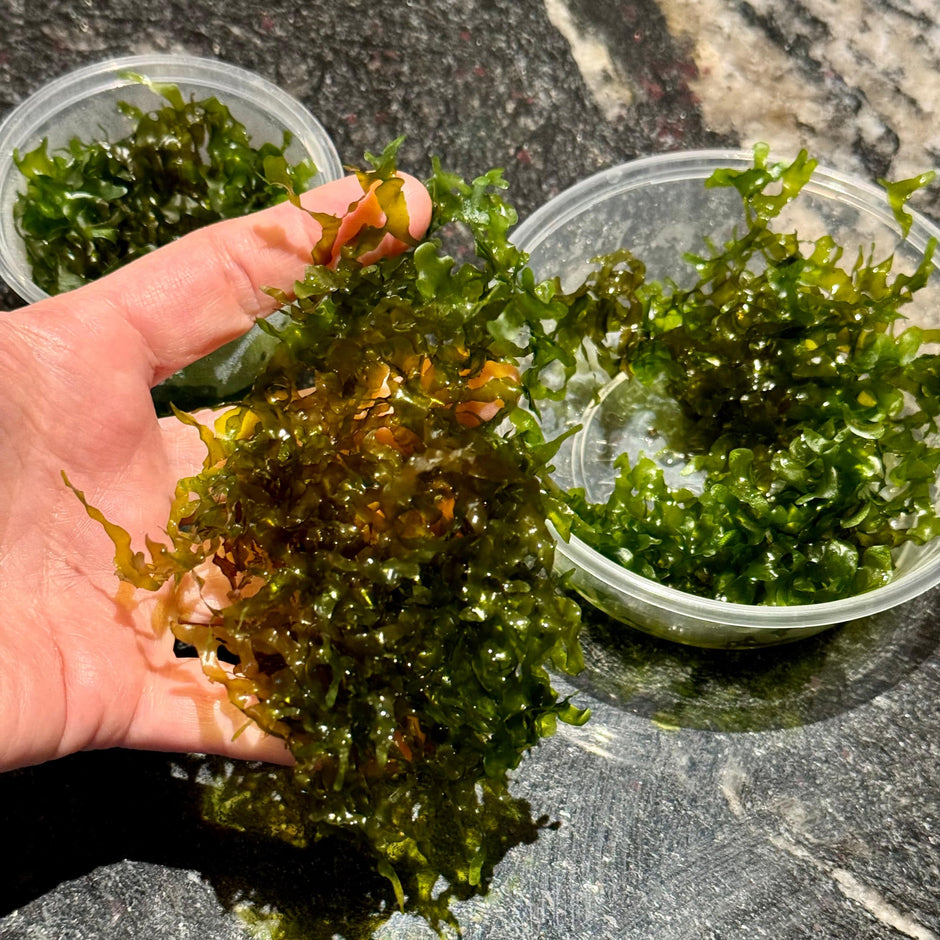 Java Fern & Moss ~ Microsorum, Bolbitus, Subwassertang & Fontinalis ...