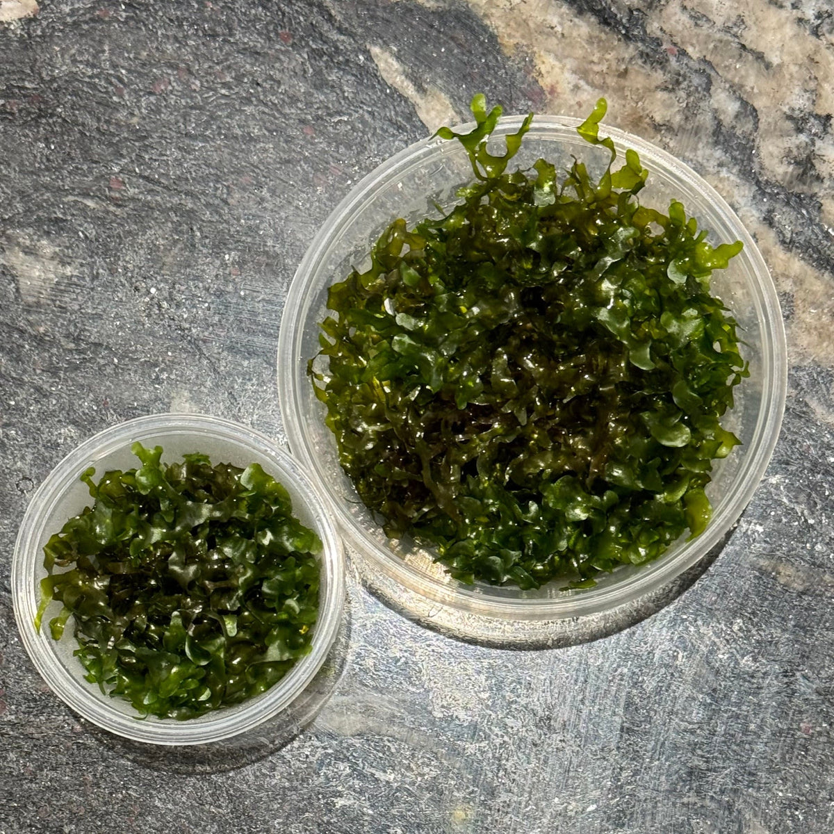 Subwassertang Tubs – Scapeshop.com.au