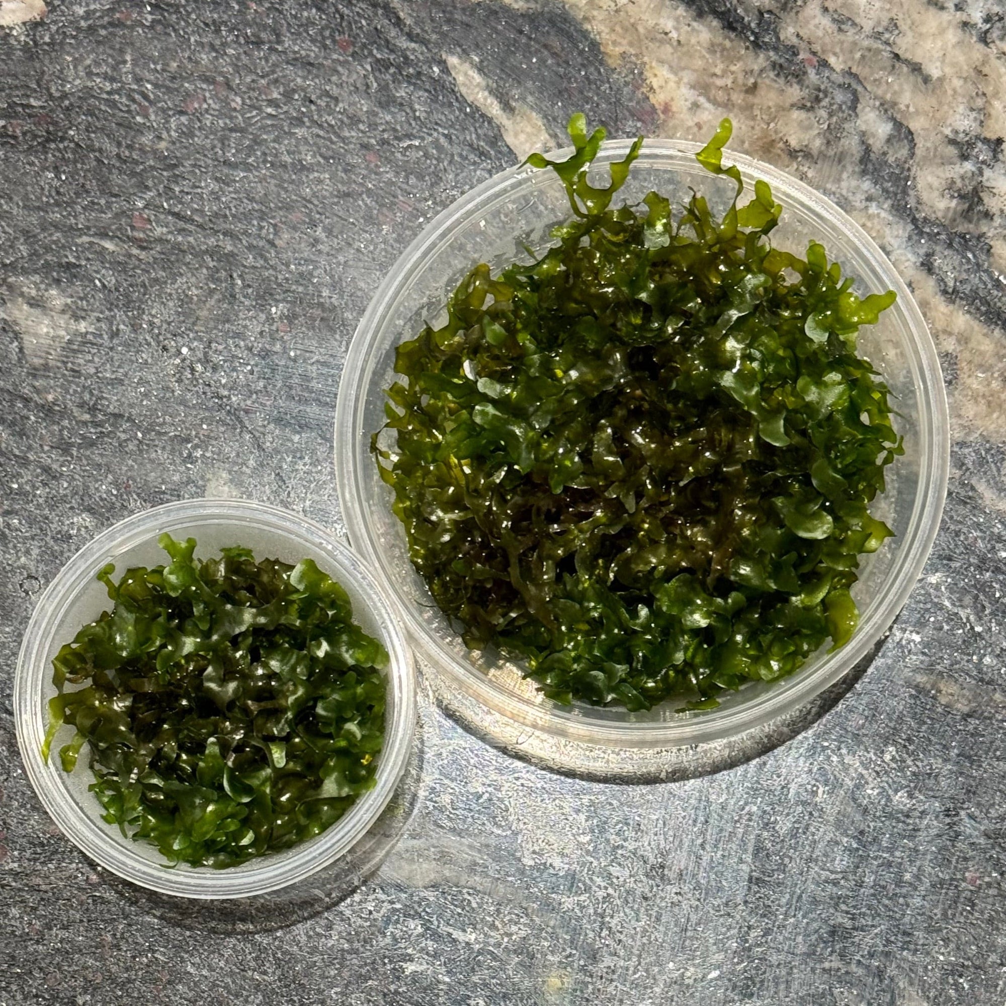 Subwassertang Tubs – Scapeshop.com.au