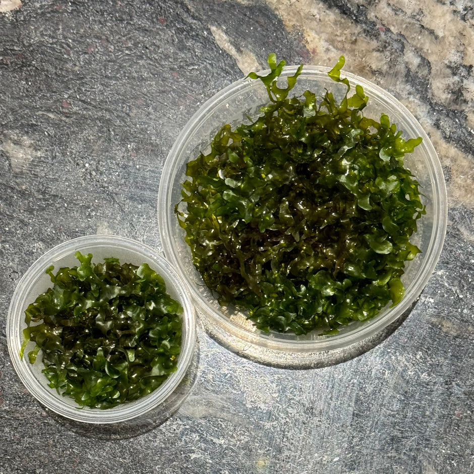 Java Fern & Moss ~ Microsorum, Bolbitus, Subwassertang & Fontinalis ...