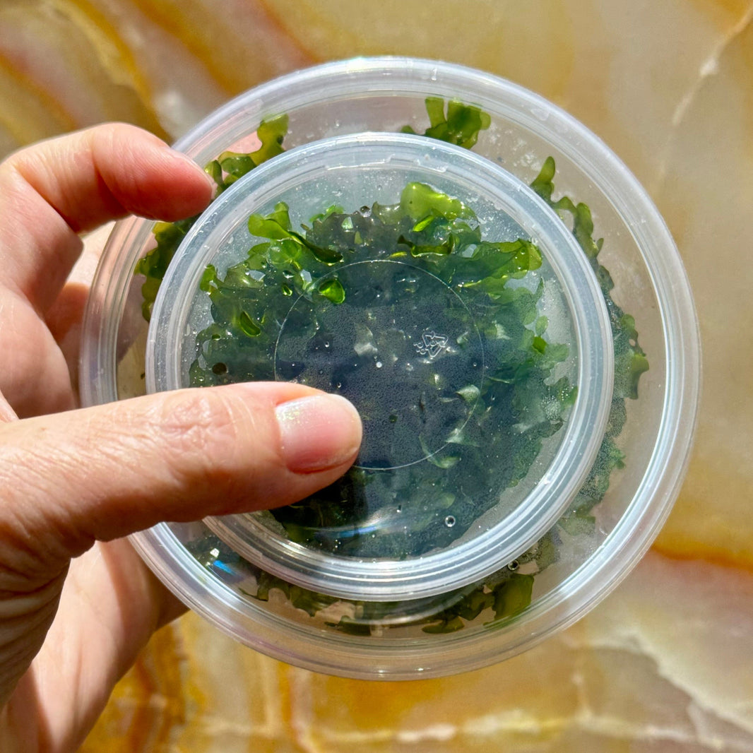 Java Fern & Moss ~ Microsorum, Bolbitus, Subwassertang & Fontinalis ...