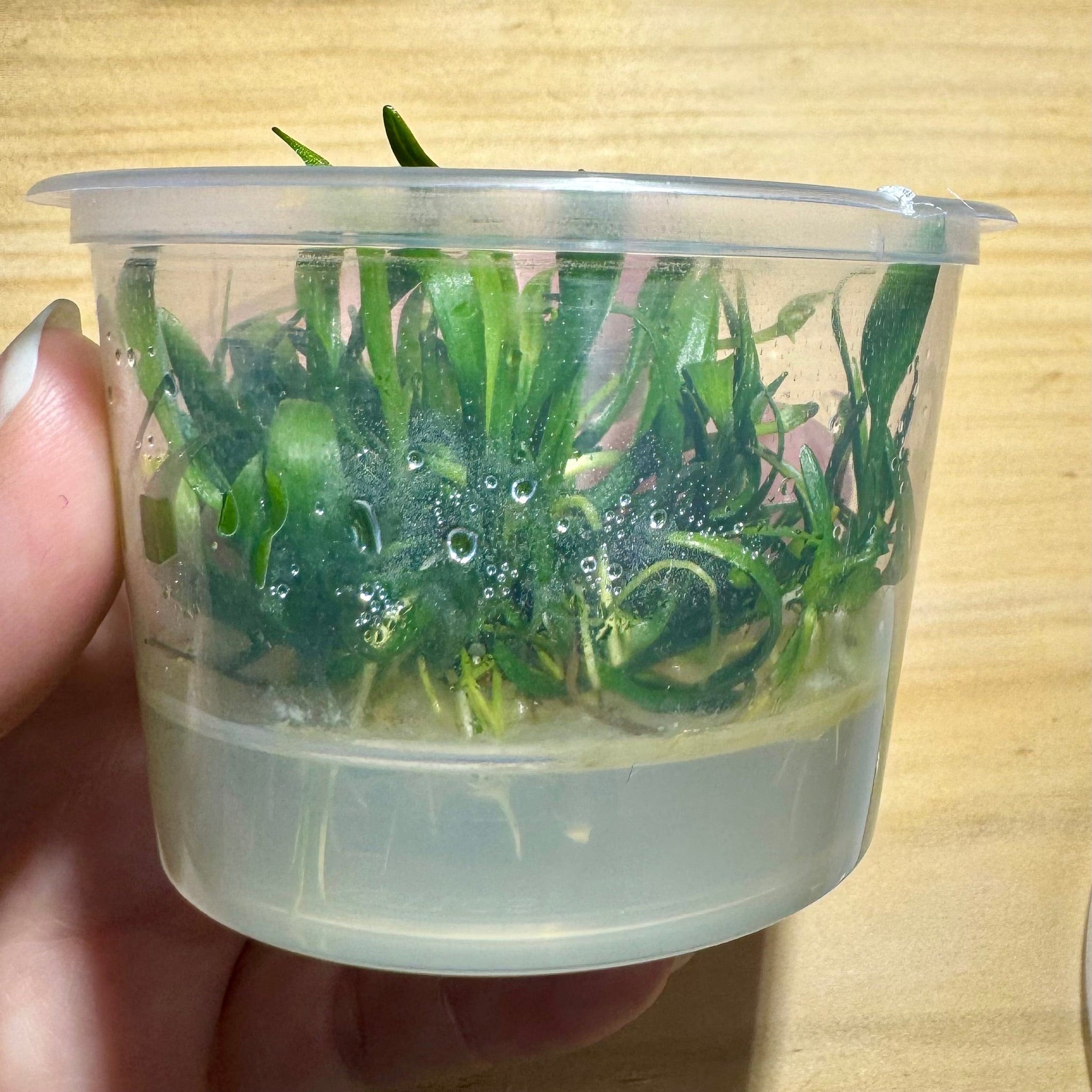 Echinodorus tenellus Tissue Culture – Scapeshop.com.au