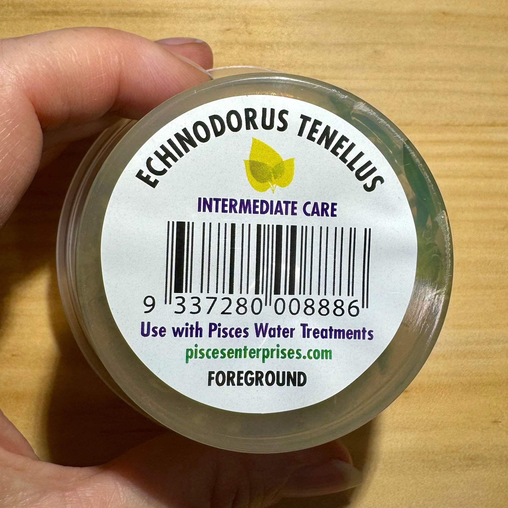 Echinodorus tenellus Tissue Culture – Scapeshop.com.au