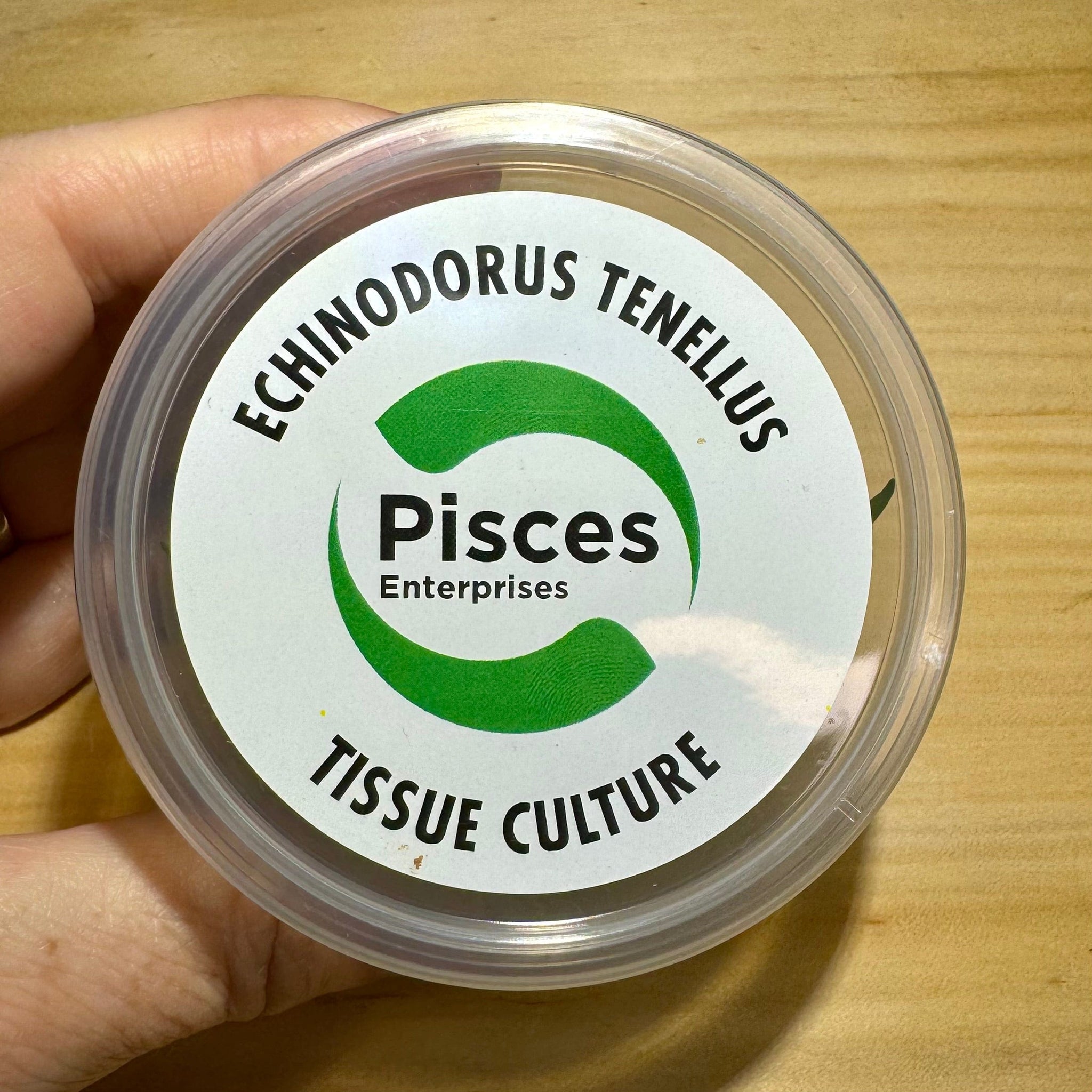 Echinodorus tenellus Tissue Culture – Scapeshop.com.au