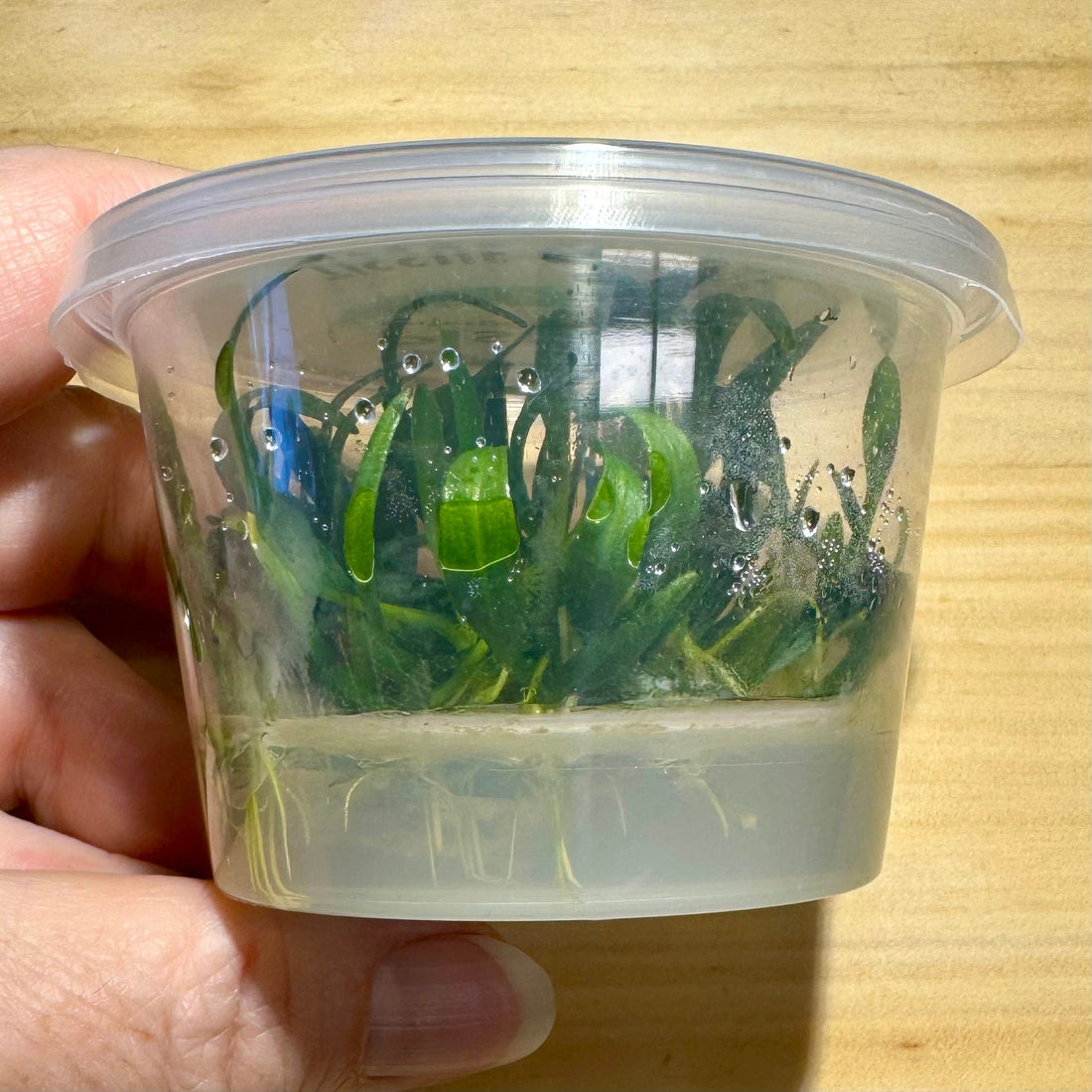 Echinodorus tenellus Tissue Culture – Scapeshop.com.au