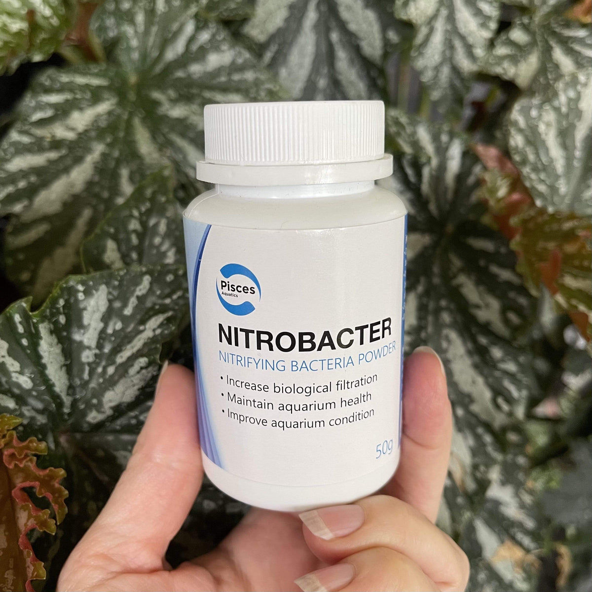 Nitrobacter ~ Nitrifying Bacteria Powder – Scapeshop.com.au