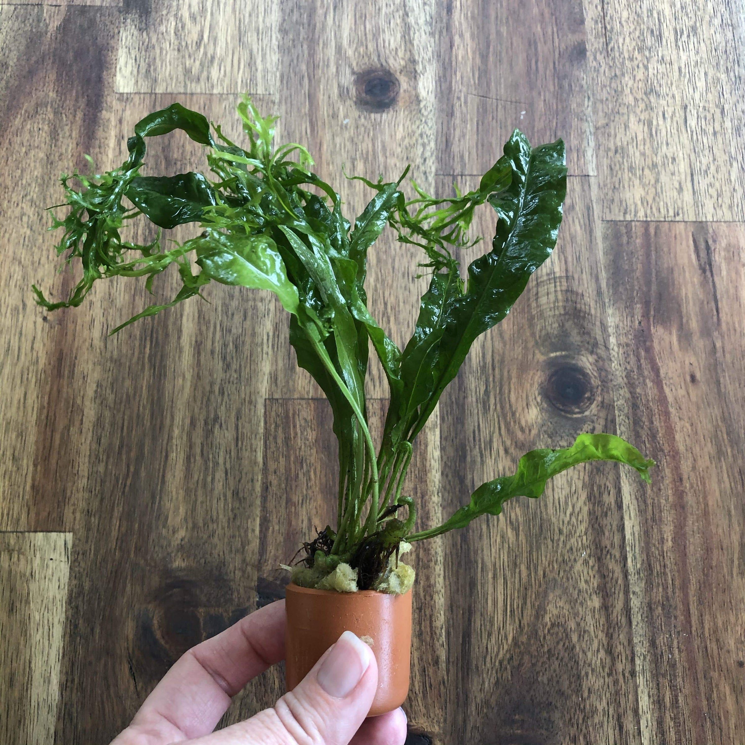 Crested Microsorum (Windelov Java Fern) 3cm Terracotta Pot – Scapeshop ...