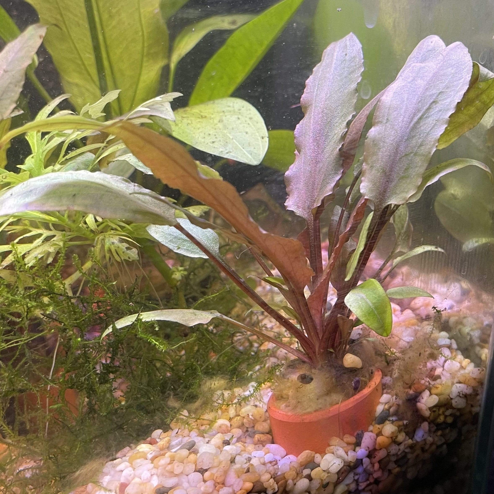 Cryptocoryne Undulatus Red 3cm Terracotta Pot - Buy Aquarium Plants ...