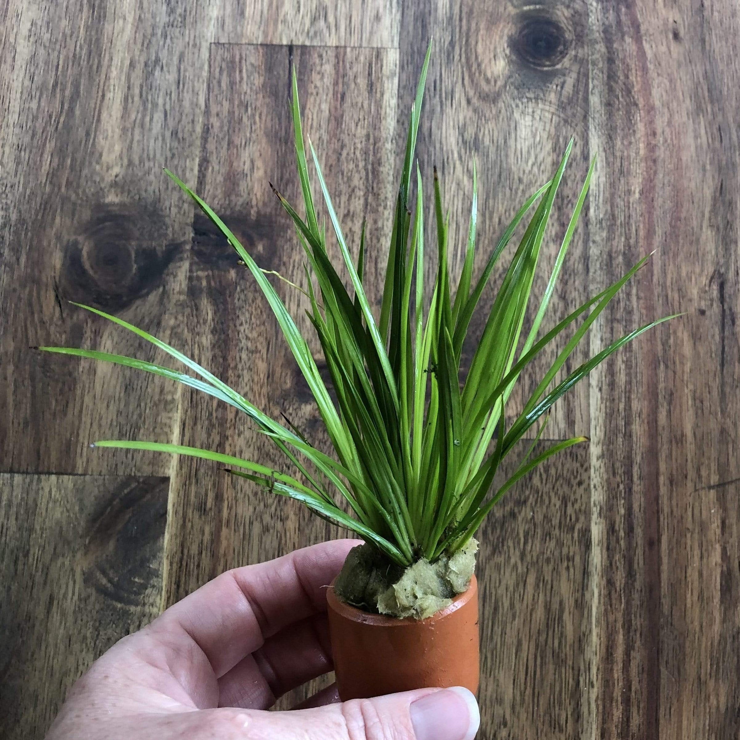 Aquarium Plants Dwarf Gold Rush 3cm Terracotta Pot – Scapeshop.com.au