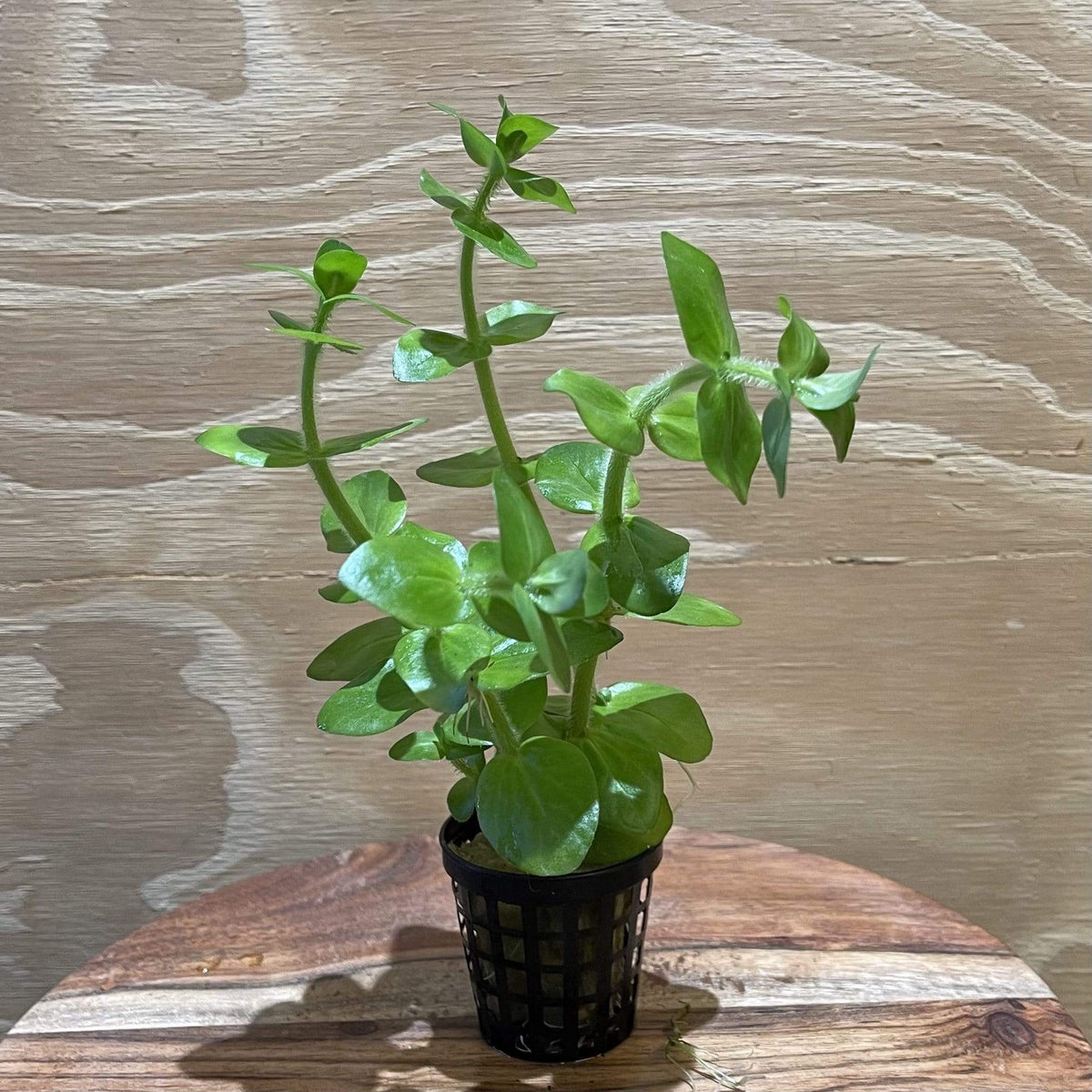 Bacopa 5cm Pot – Scapeshop.com.au