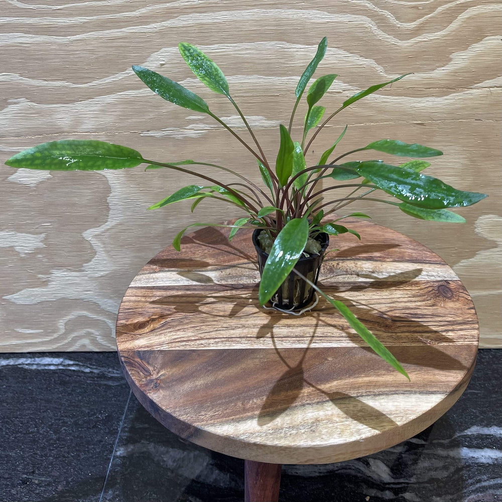 Crypts (Cryptocorynes) Aquarium Plants - Scapeshop Australia – Page 2 ...