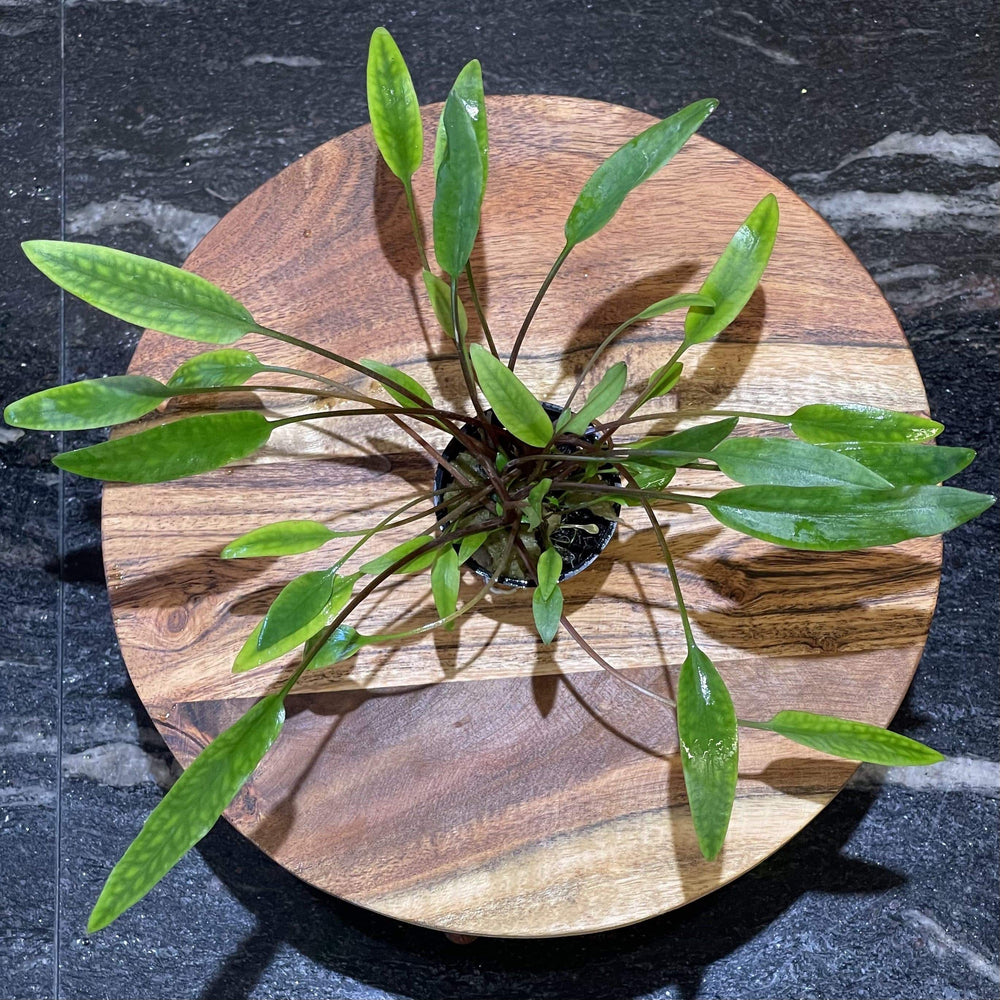 Crypts (Cryptocorynes) Aquarium Plants - Scapeshop Australia – Page 2 ...