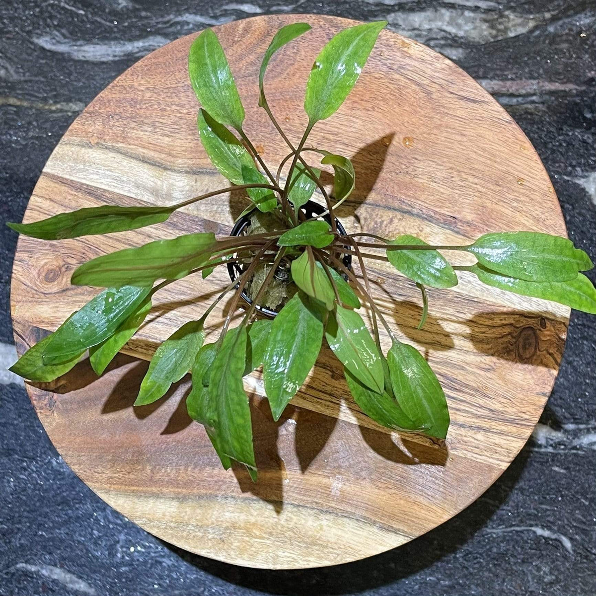 Cryptocoryne Undulatus Red 5cm Pot – Scapeshop.com.au