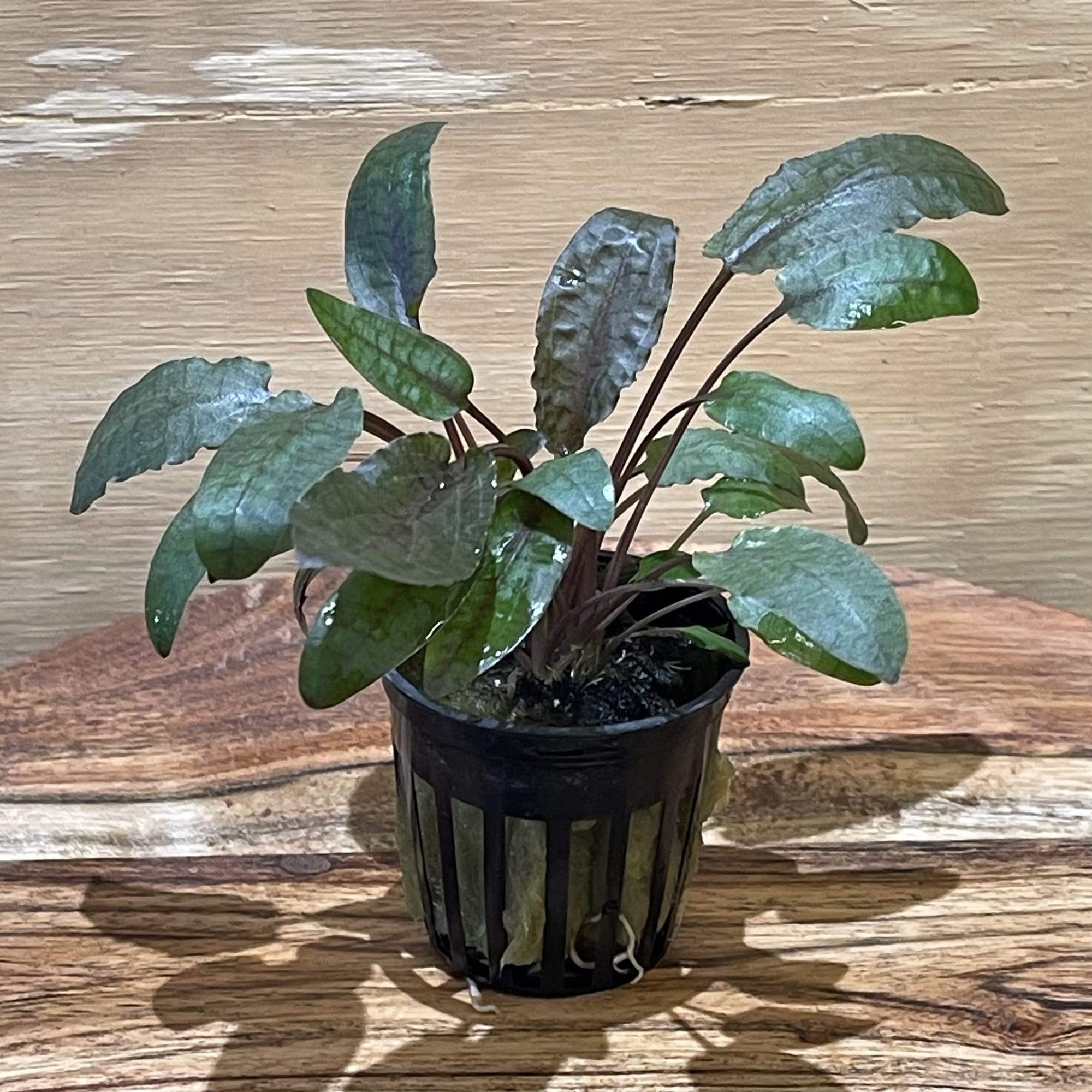 Crypts (Cryptocorynes) Aquarium Plants - Scapeshop Australia ...