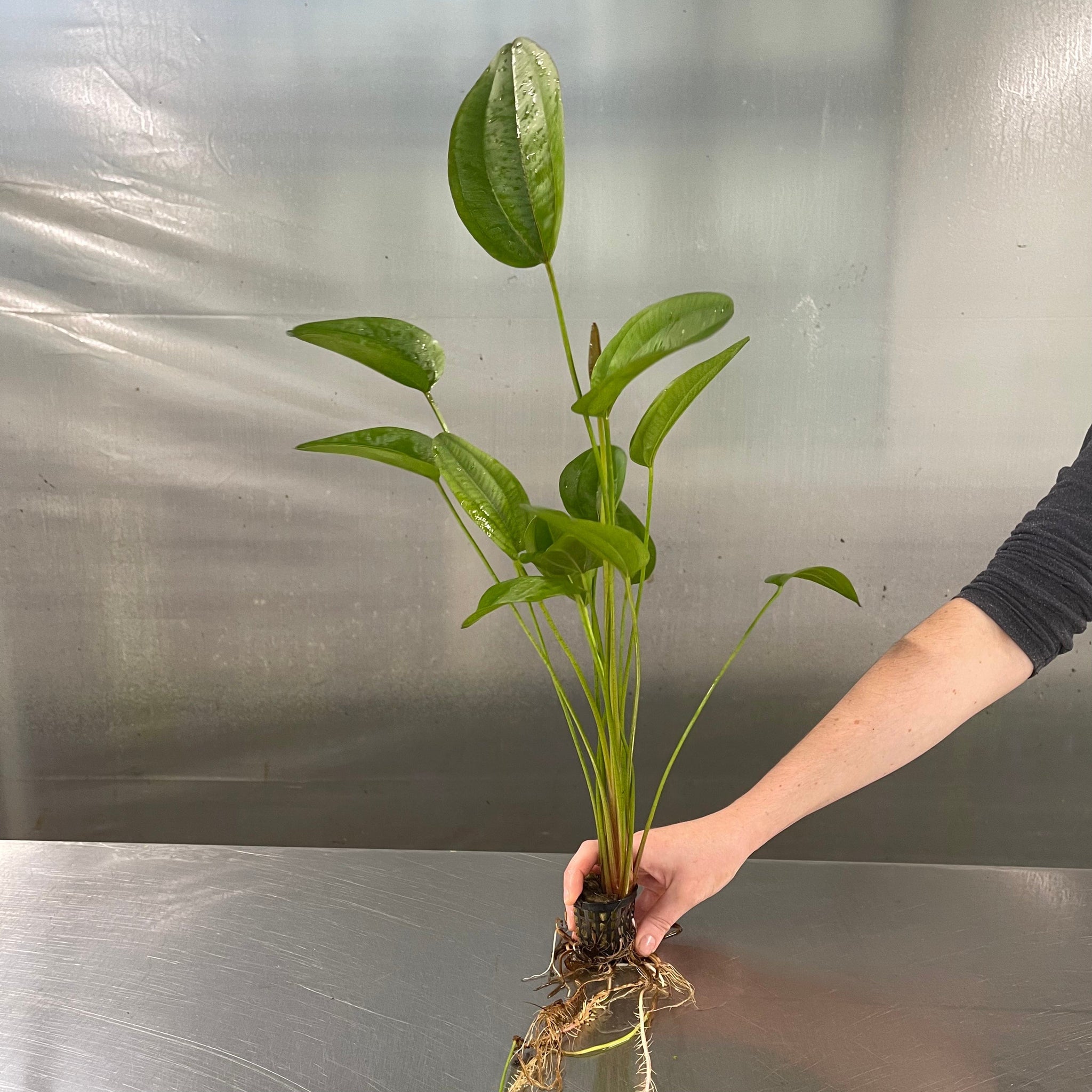 Devil's Eye Sword - Extra-large Echinodorus Plant in 5cm Pot ...